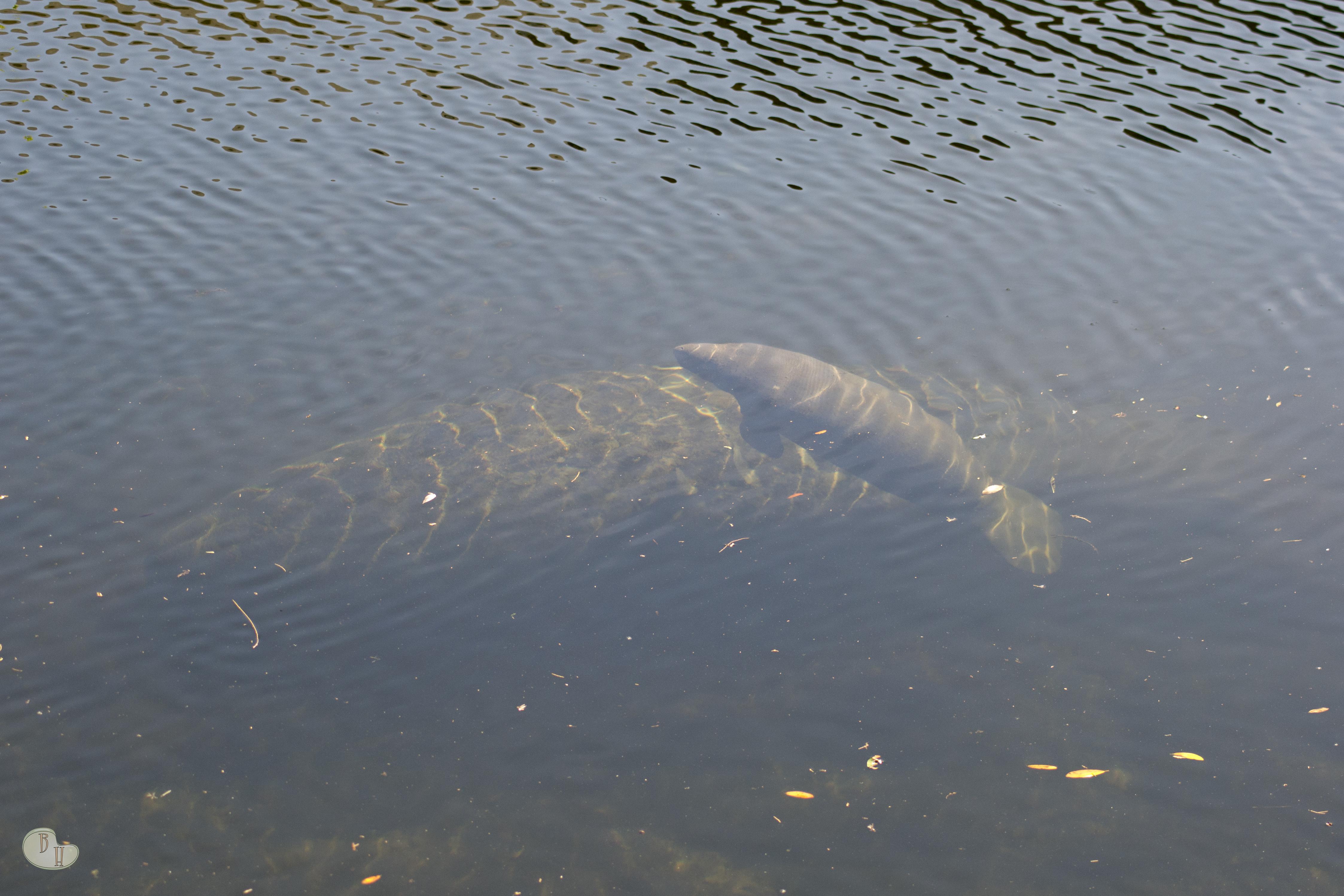 Manatees | Scrolller