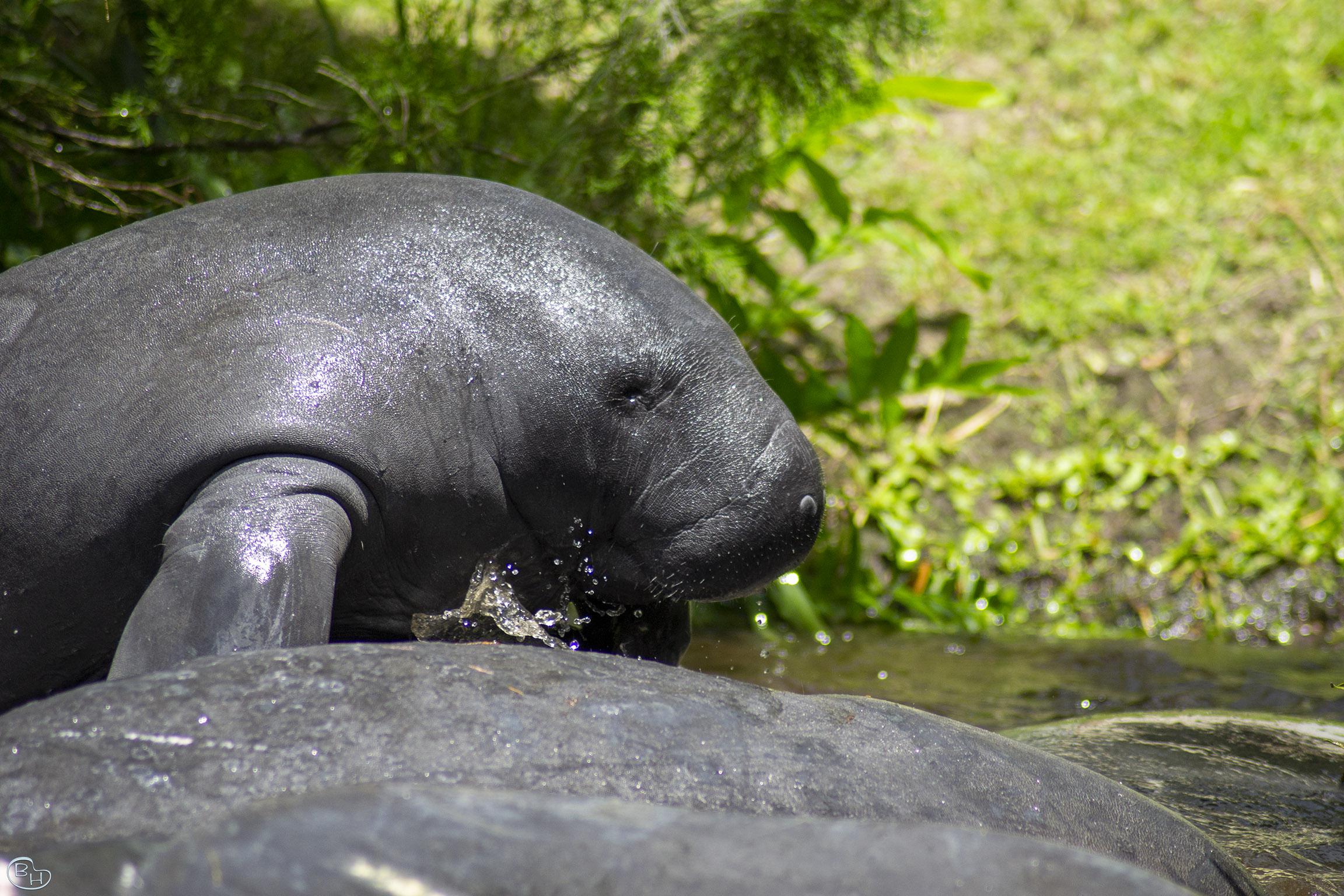 Manatees | Scrolller