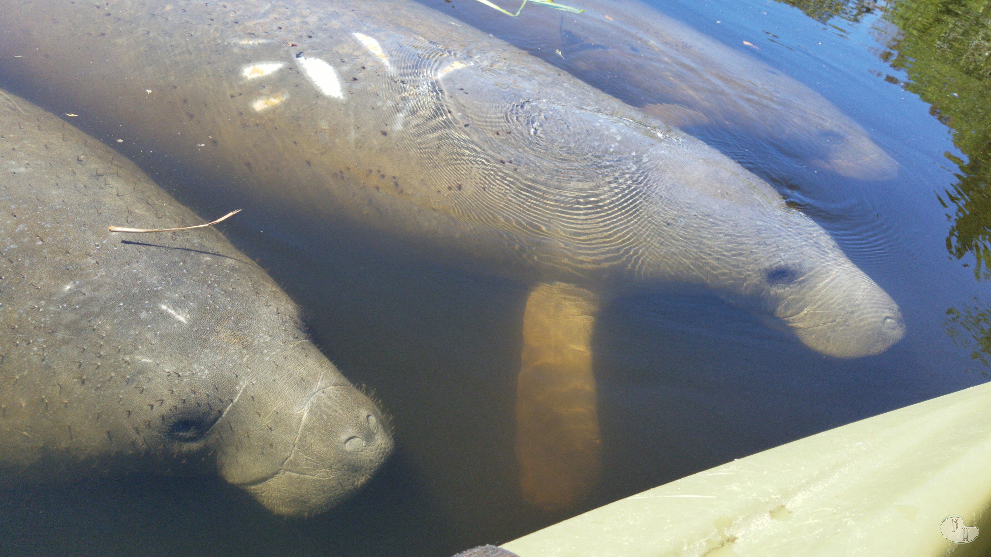 Manatees | Scrolller