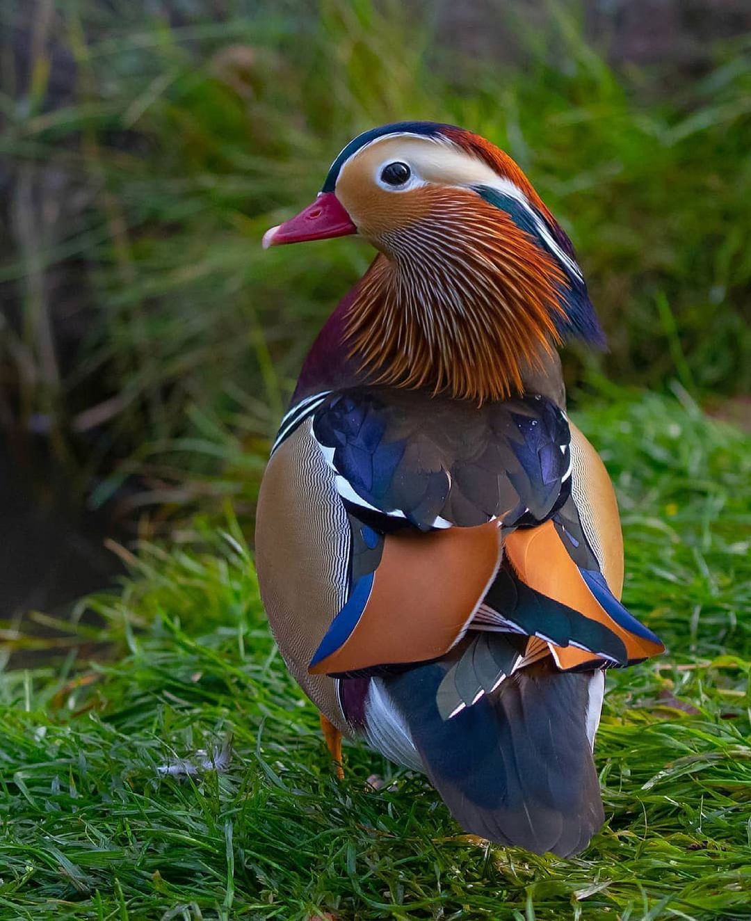 Mandarin Duck | Scrolller