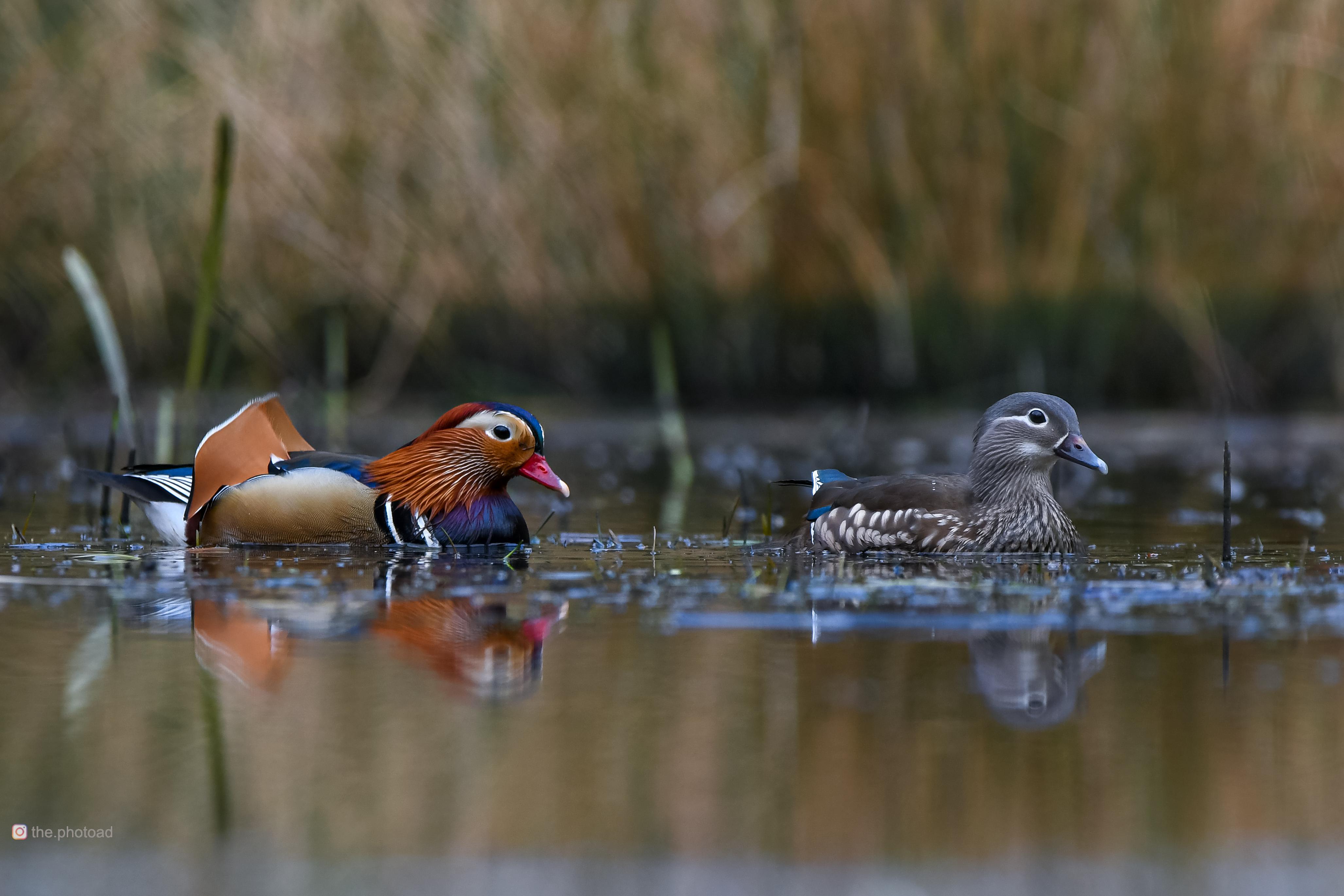 Mandarin Ducks (Forest of Dean, UK) | Scrolller