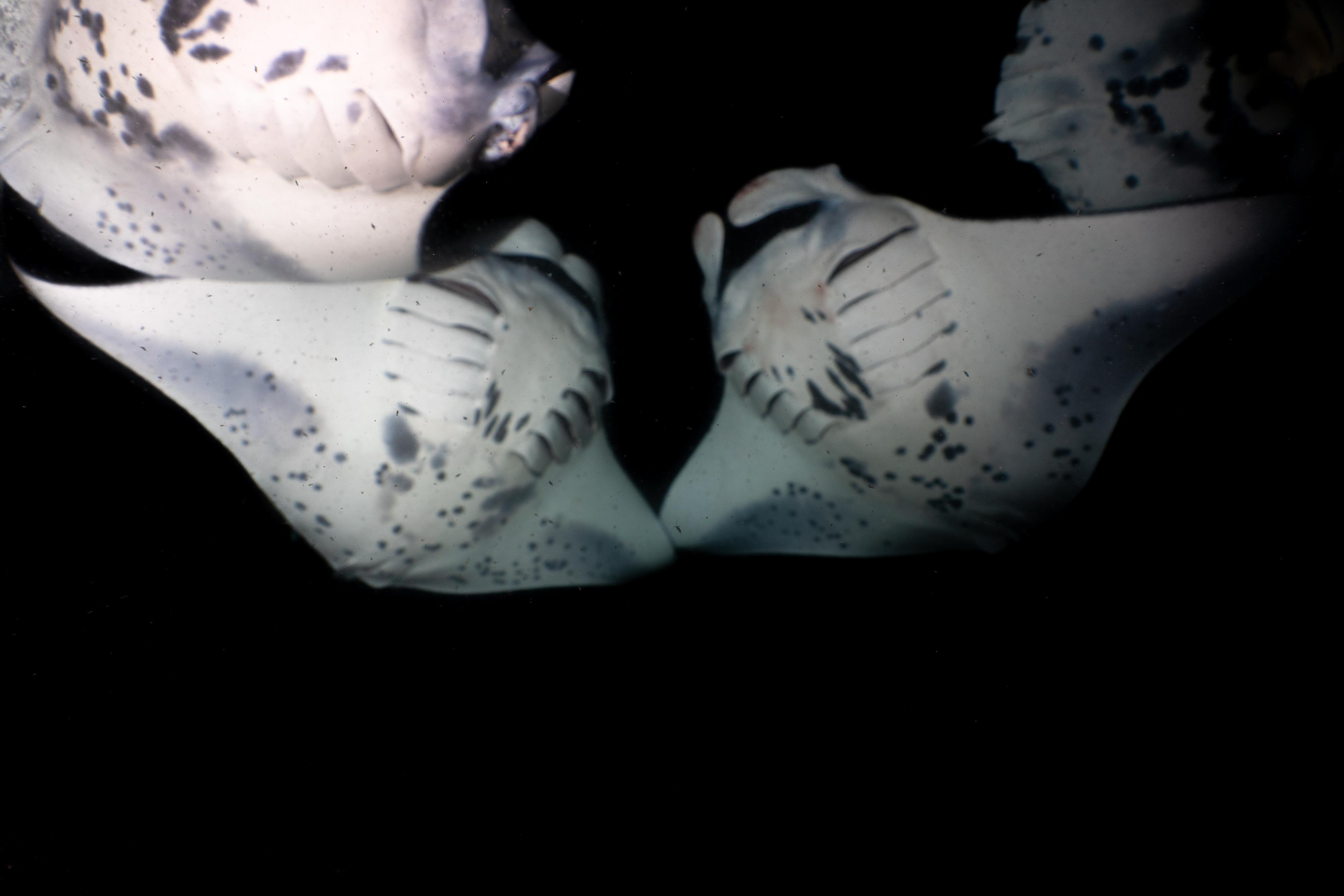 Manta Rays feeding at night under Big Island, HI | Scrolller