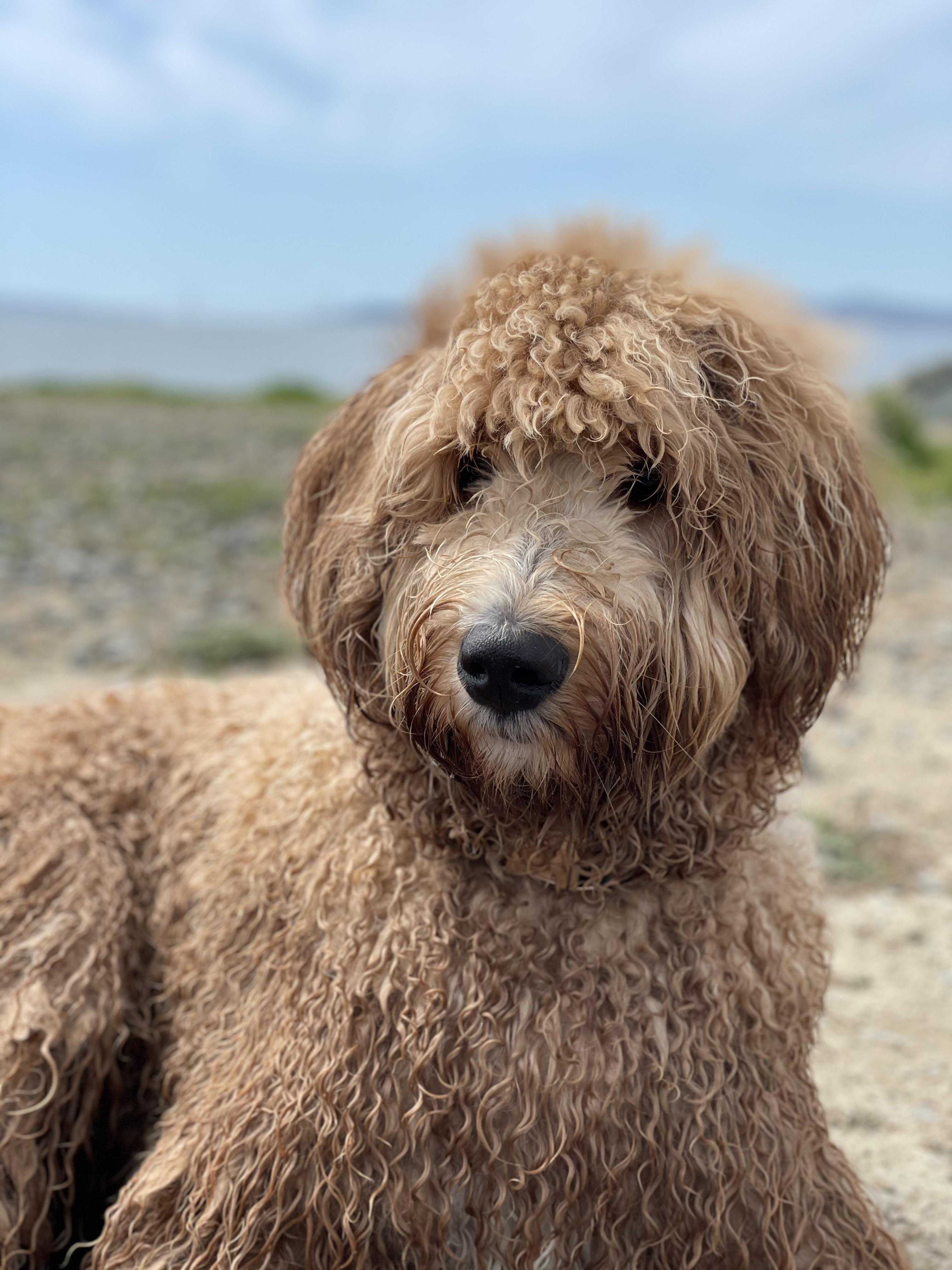 Maple girl after a swim. Everyone guesses labradoodle because of her coloring. | Scrolller