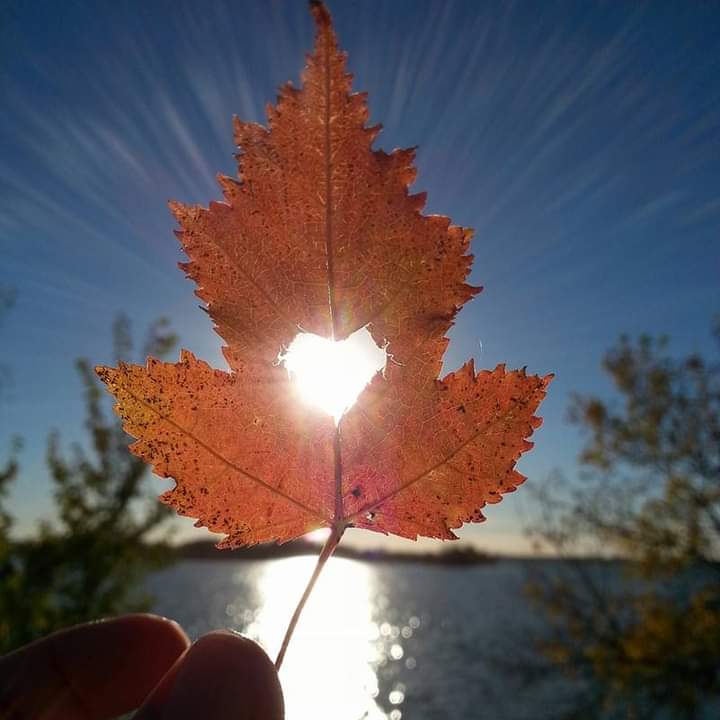 Maple leaf ♡ | Scrolller