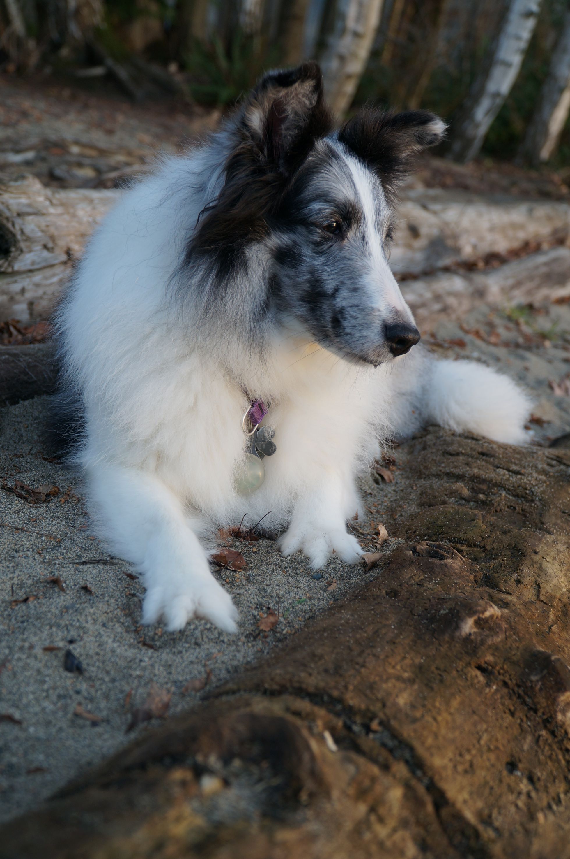 Mariah enjoying the sunset | Scrolller