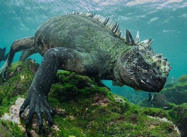 Marine Iguana | Scrolller