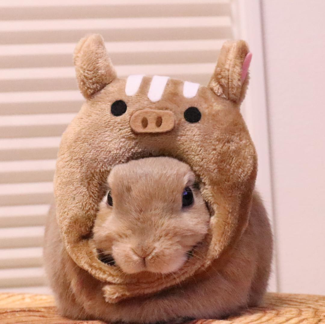 @maron_bunny: A grumpy wild boar (bunny) | Scrolller