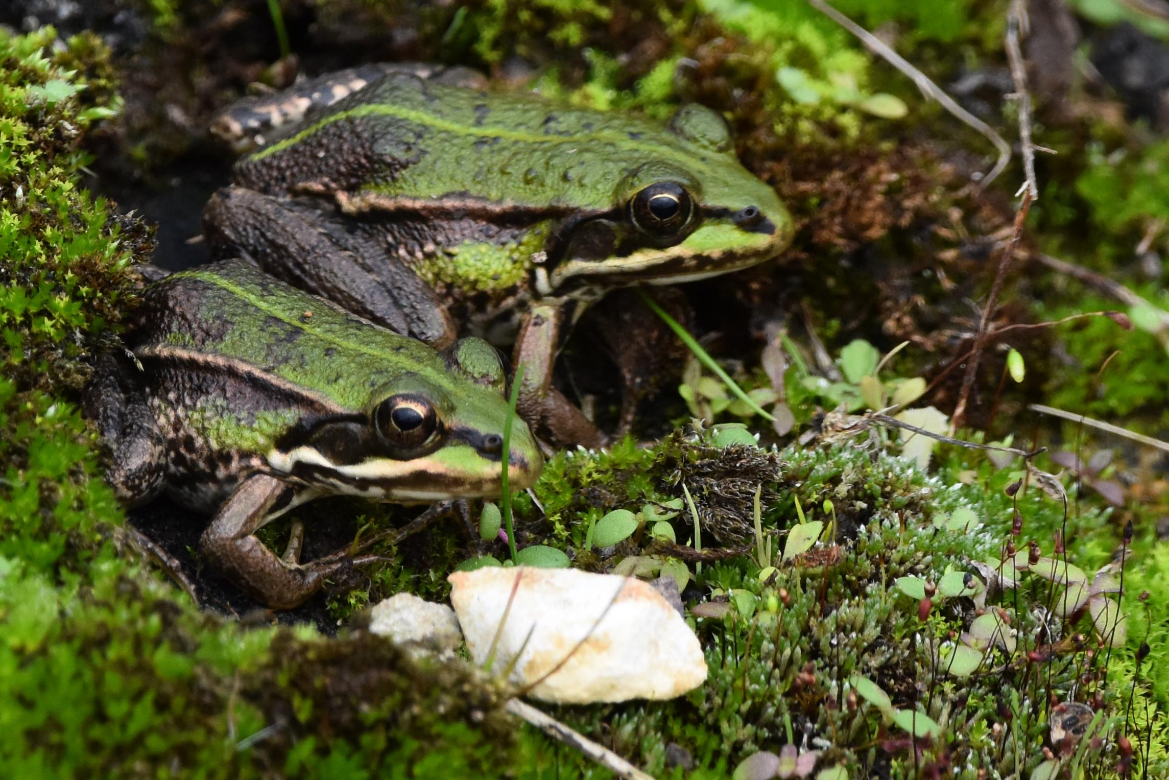 Marsh frogs | Scrolller