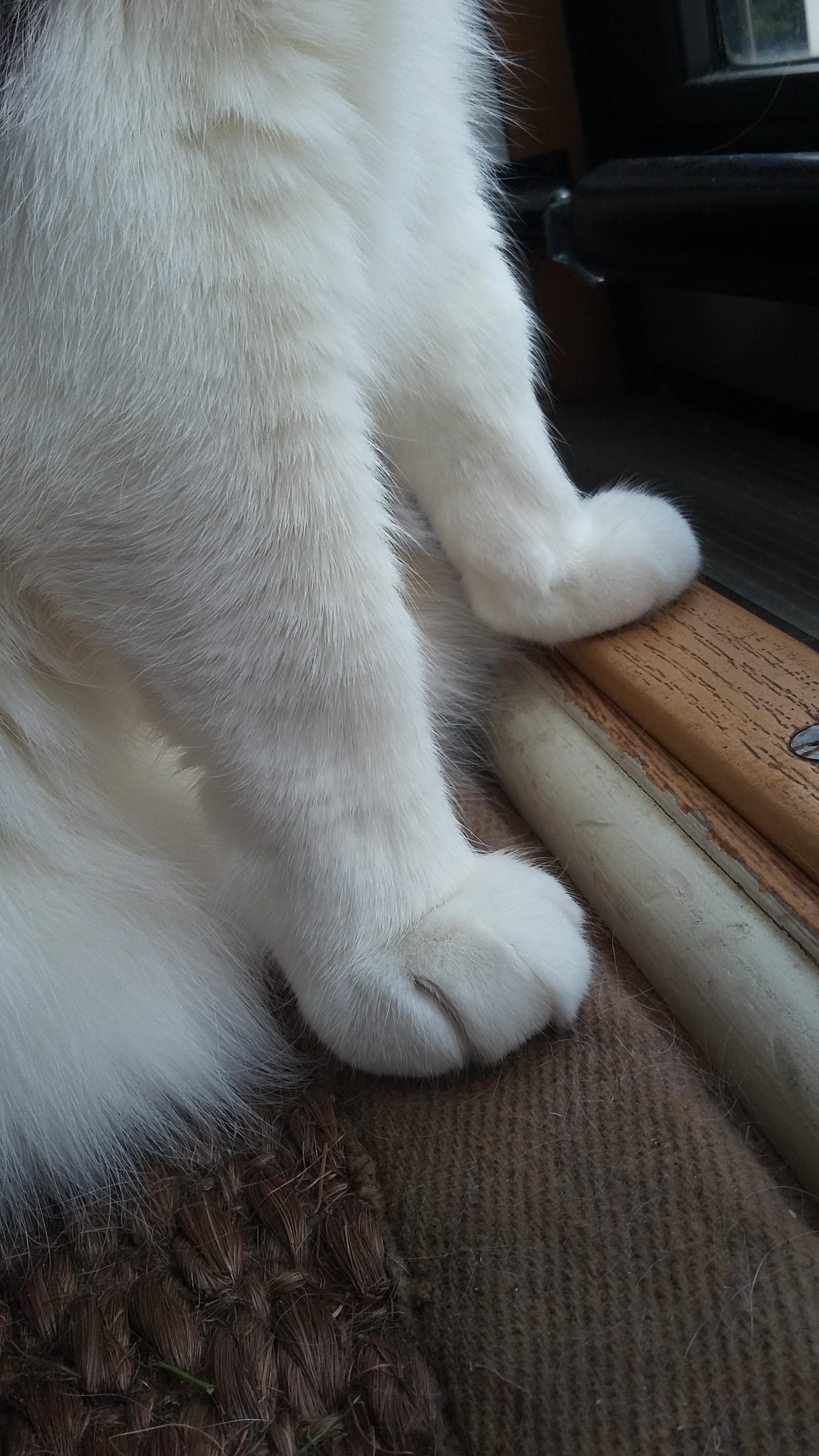 Marshmallow feetsies | Scrolller