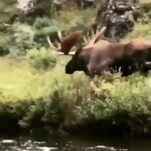 Massive bull moose making its way up an Alaskan river | Scrolller