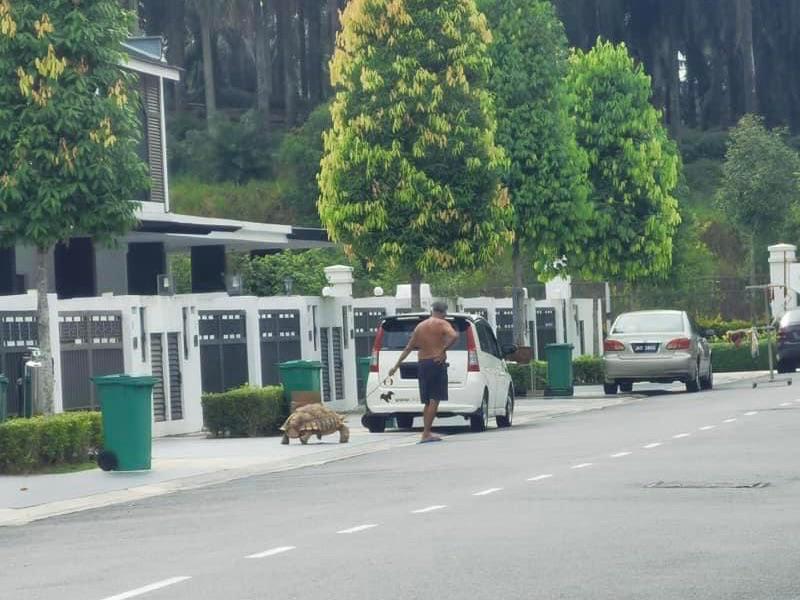 Master Roshi from Dragon Ball spotted taking his turtle for a walk | Scrolller