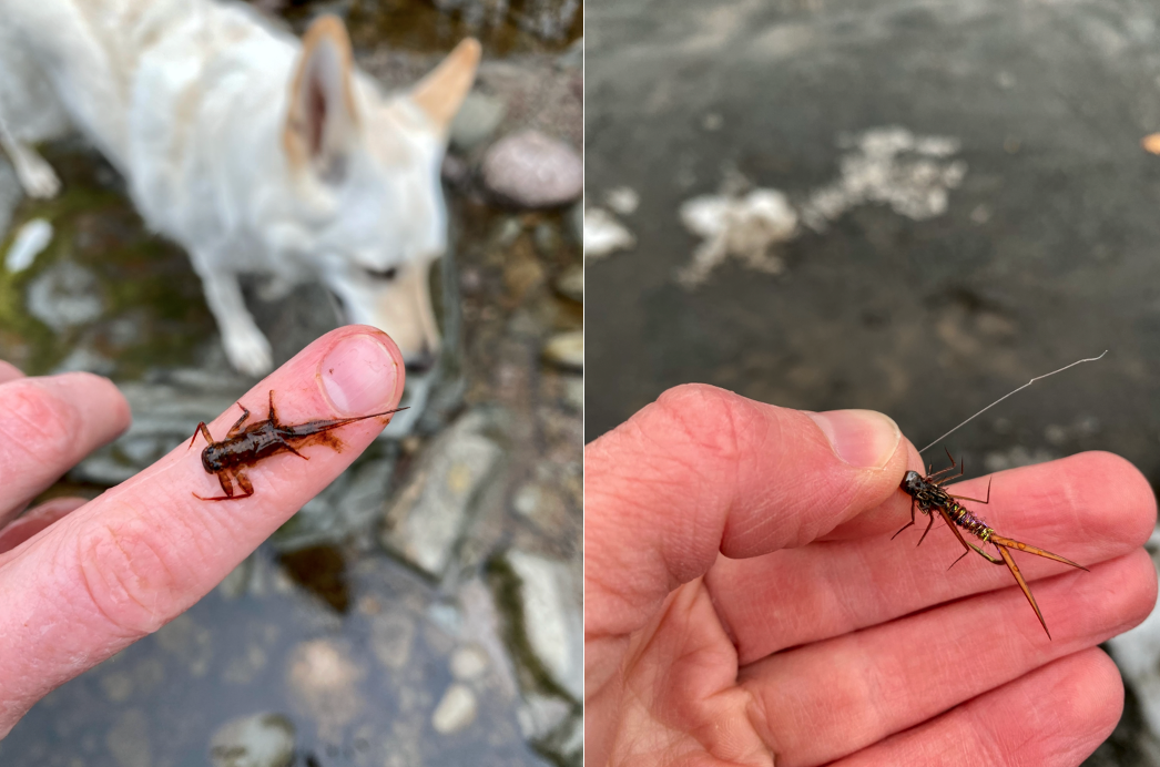 Matching the bugs! | Scrolller