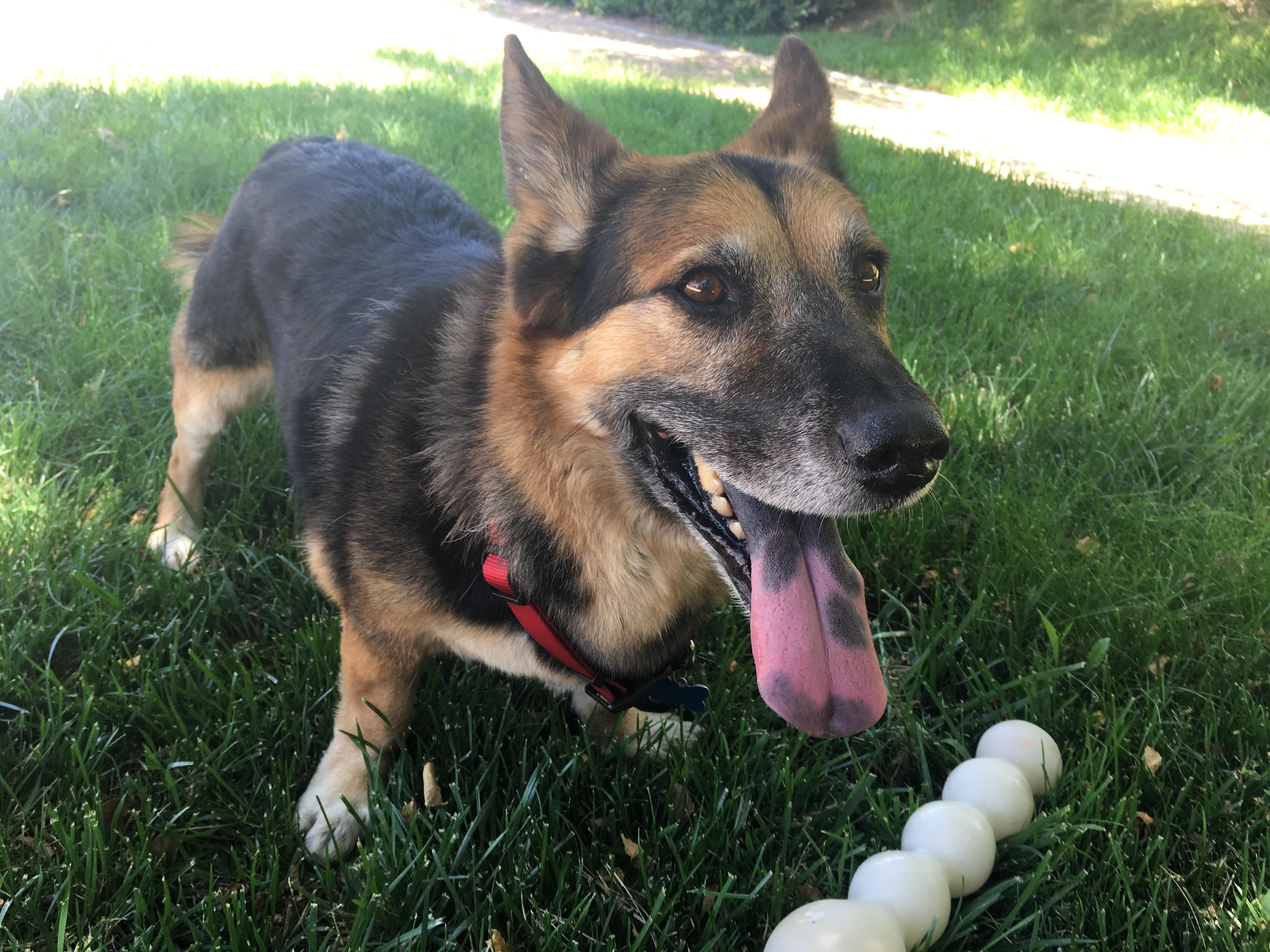 Mateo the corman Shepard. My best friend | Scrolller