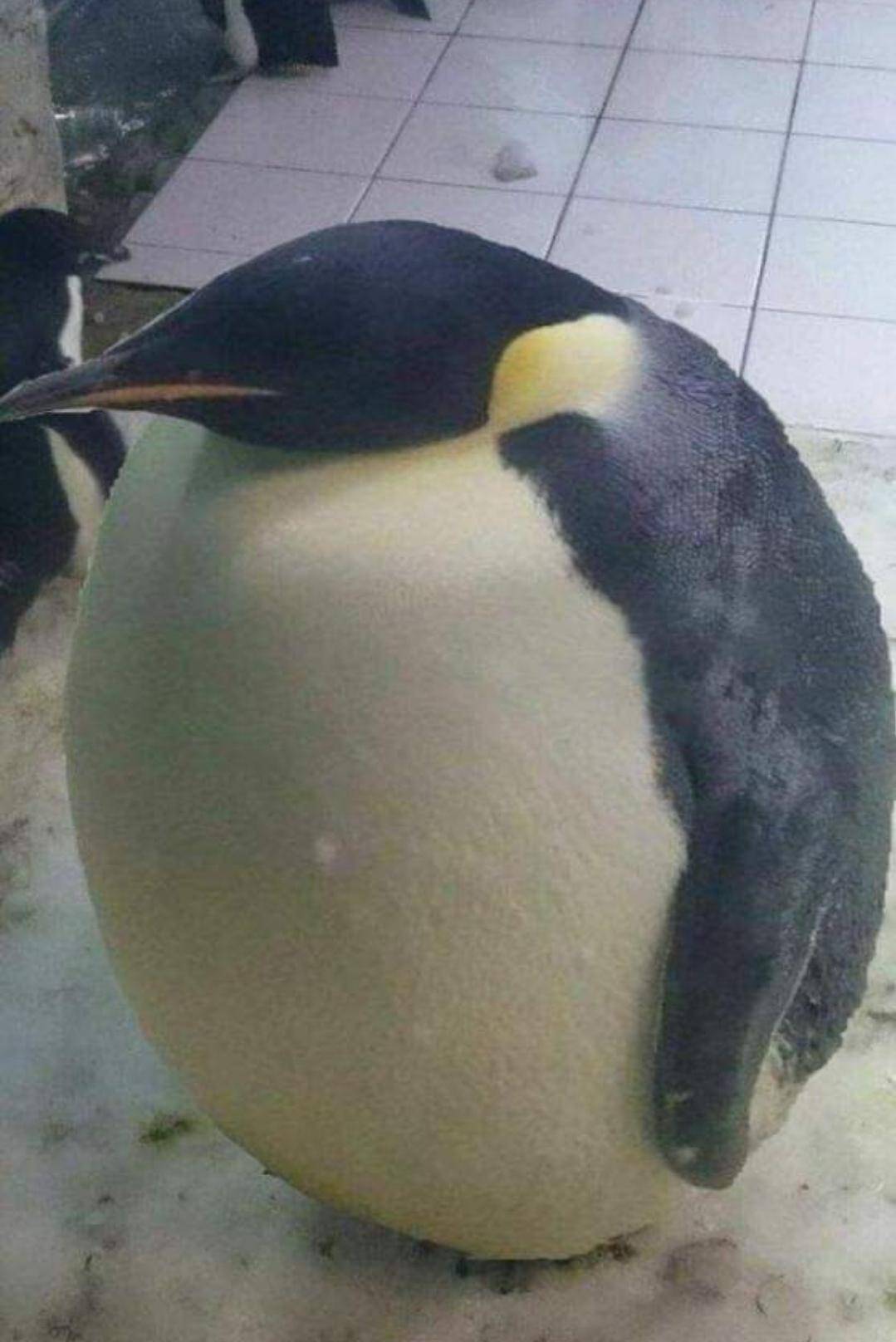 Max chonk | Scrolller