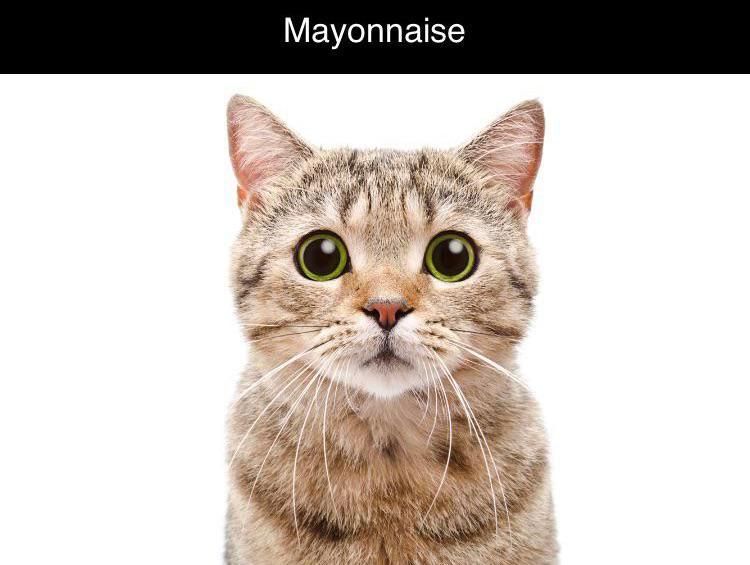 Mayonnaise | Scrolller