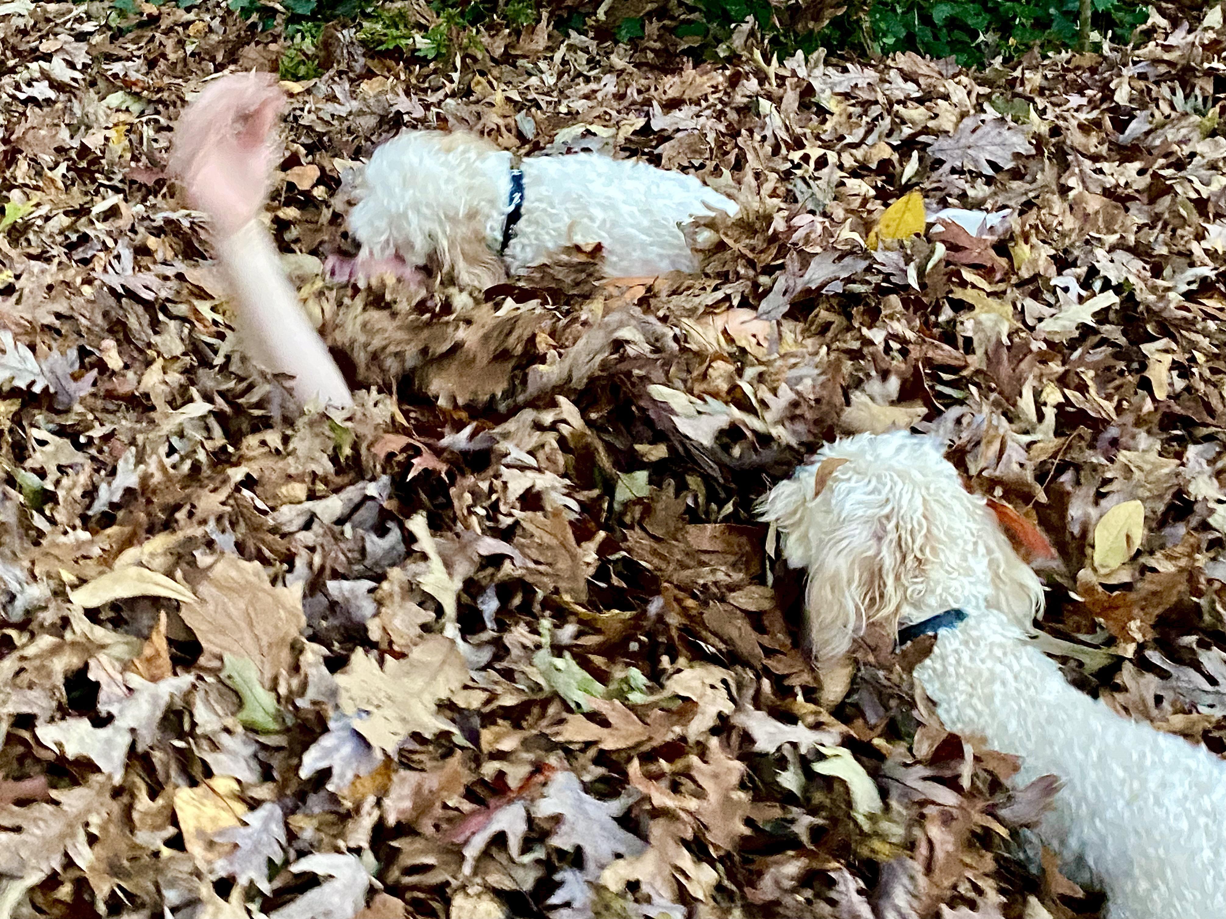 Me and Chloe and Max in a leaf pile | Scrolller