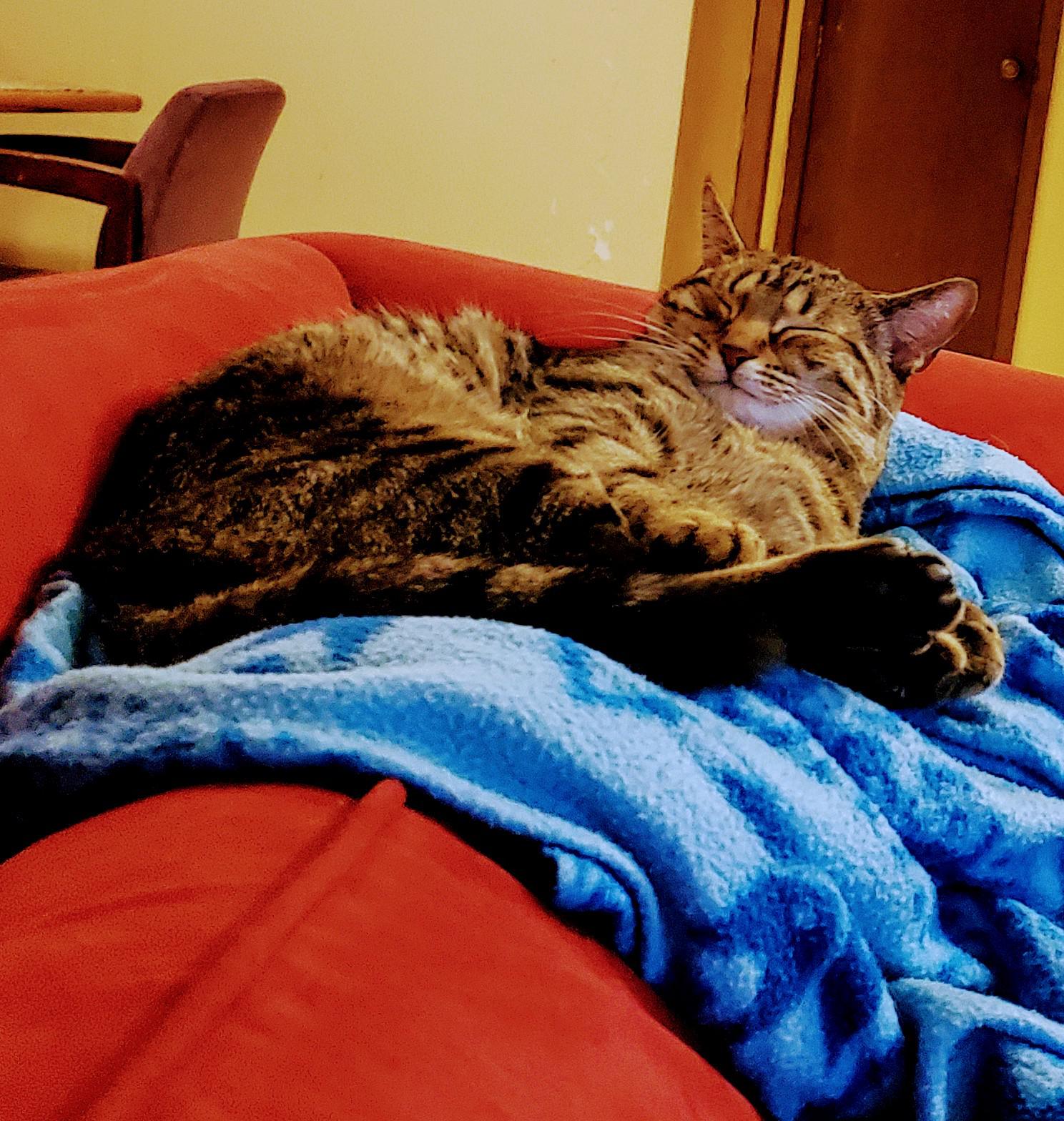 Me napping never looks this cute. So jealous. | Scrolller