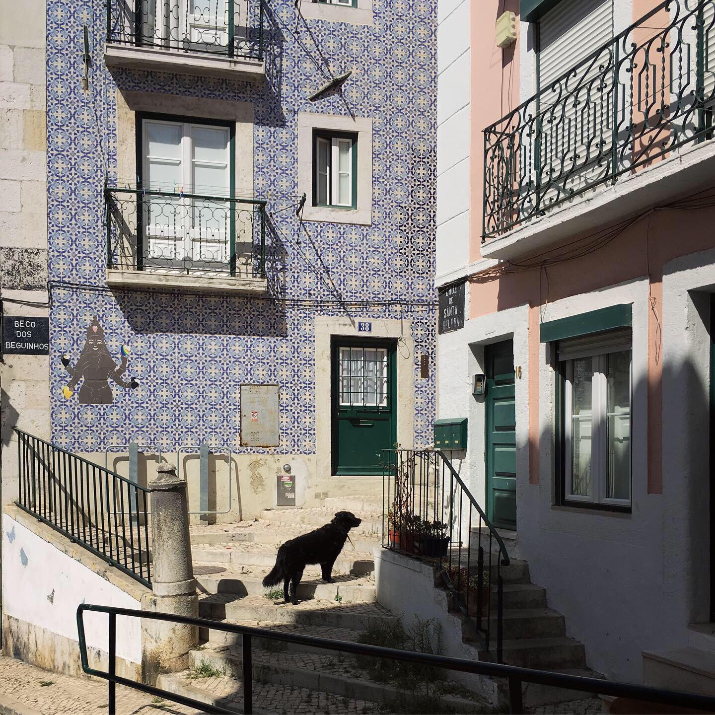 Meanwhile this goodboi shows us how it’s done in Lisbon | Scrolller