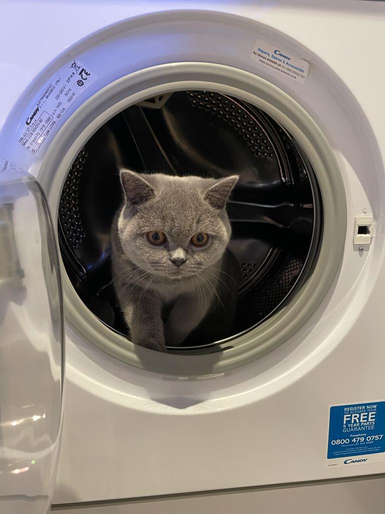 Meet Apollo. | Scrolller