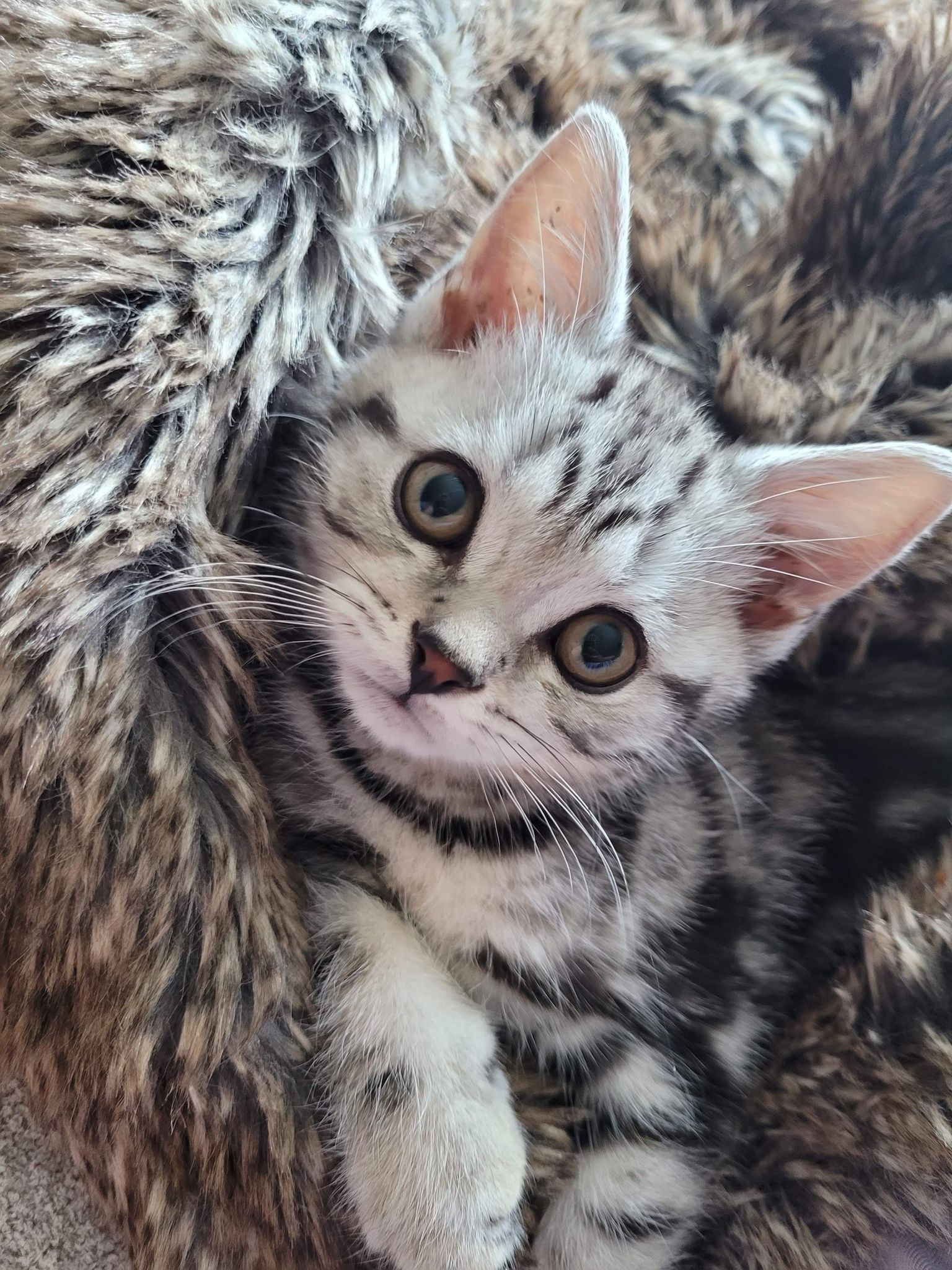 Meet Apollo! :D | Scrolller