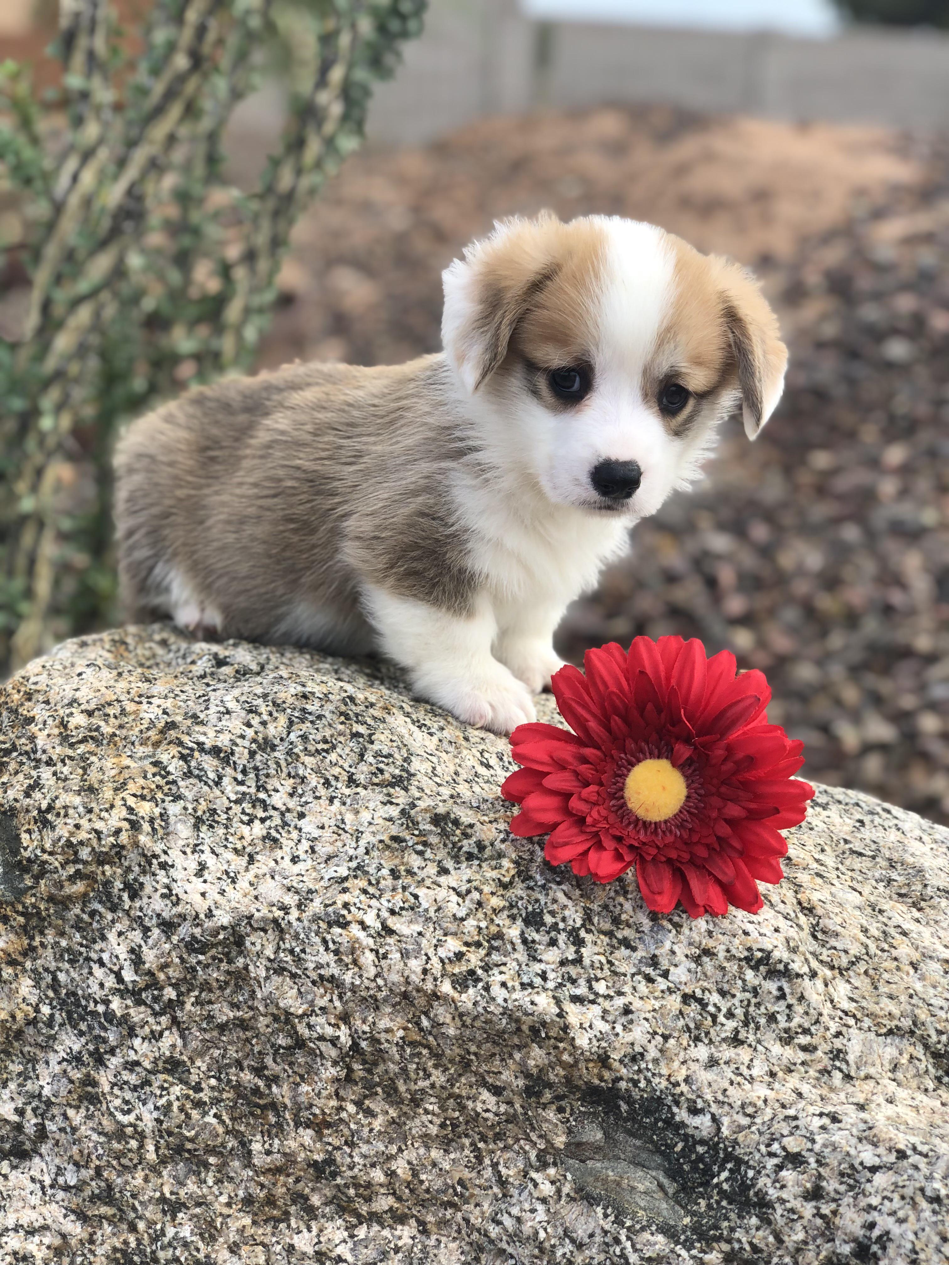 Meet Arlo! | Scrolller