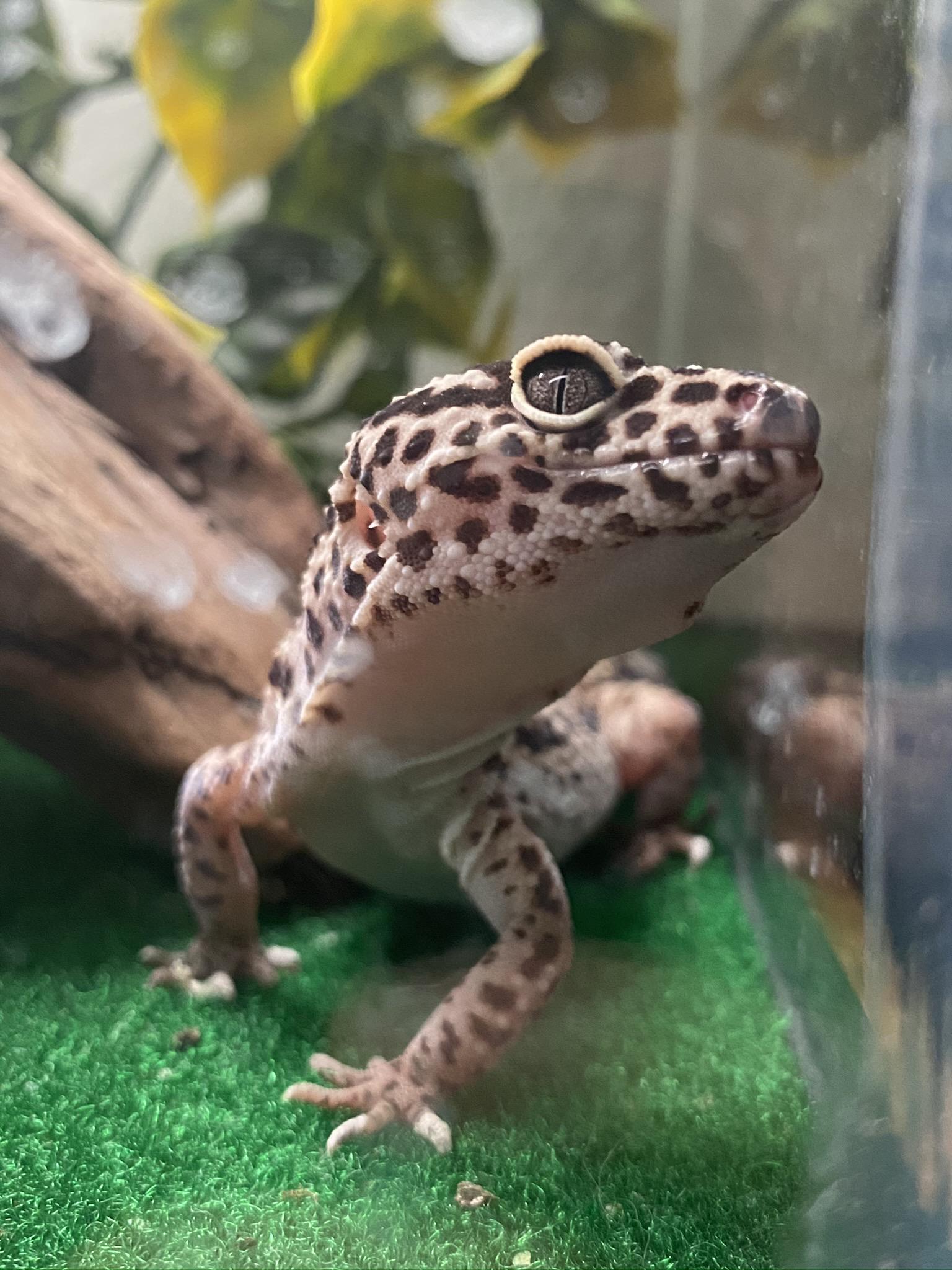 Meet Beans | Scrolller