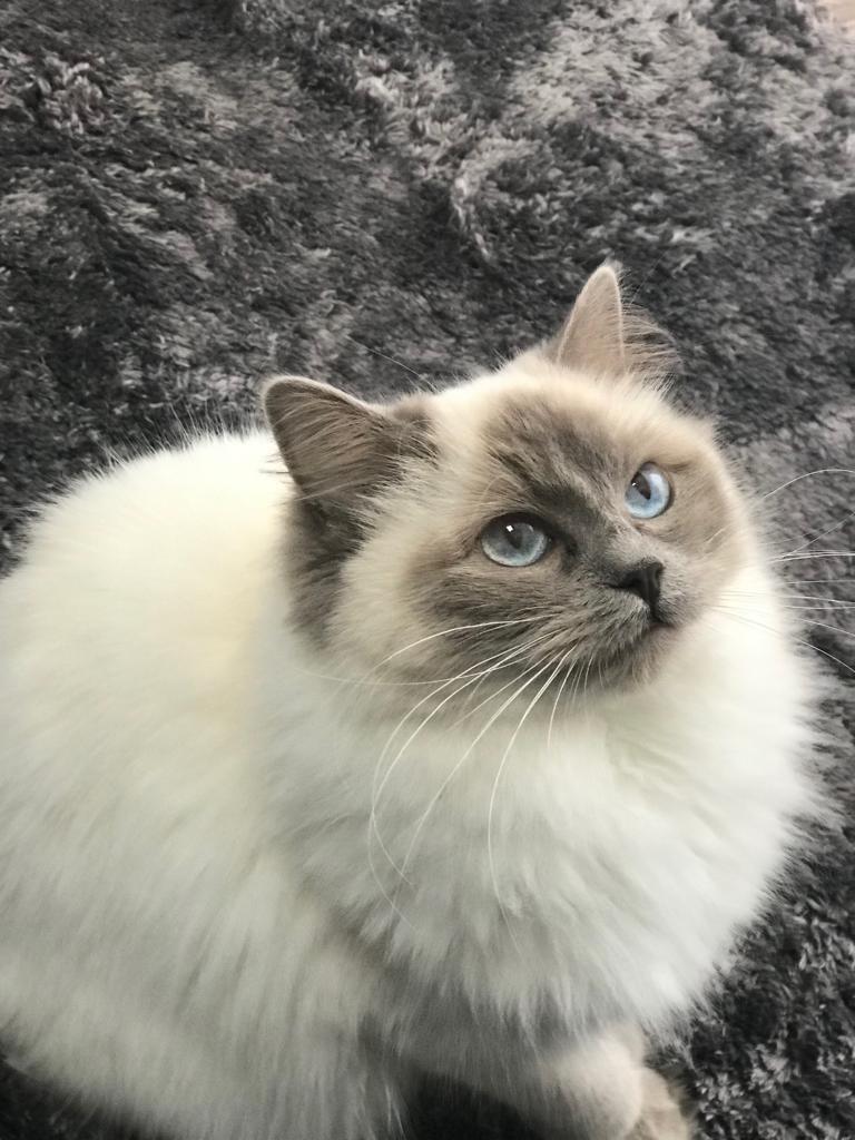 Meet Belle the Ragdoll! | Scrolller