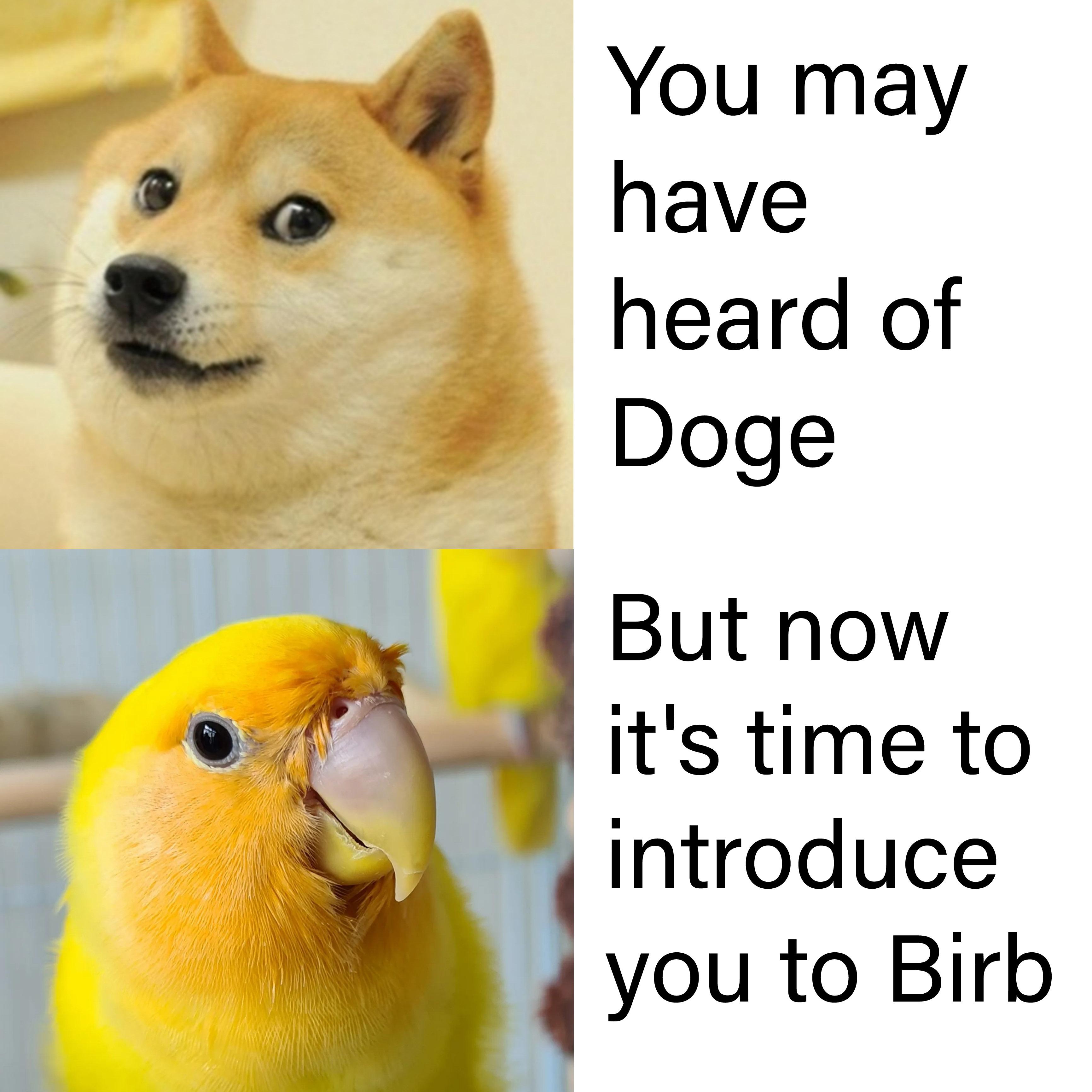 Meet birb | Scrolller