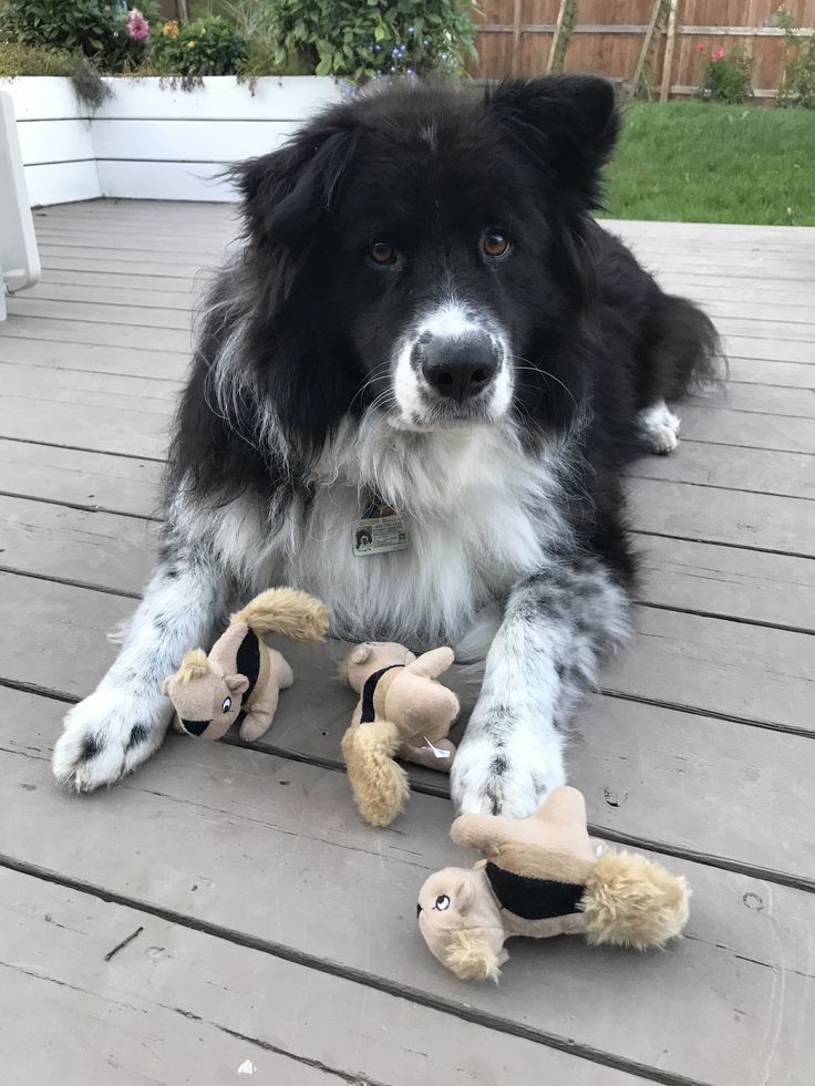 Meet Boo, a double fluffy doggo | Scrolller