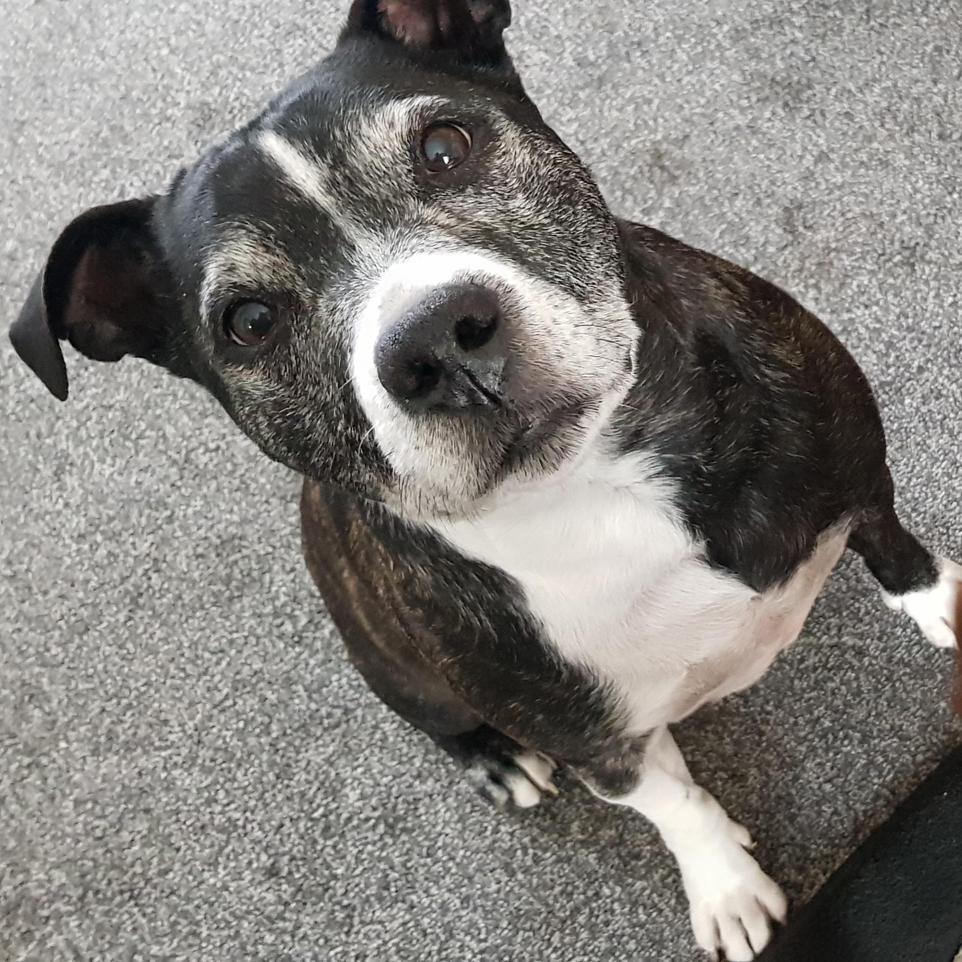 Meet Bruce. He's 10 years old now ♡ | Scrolller