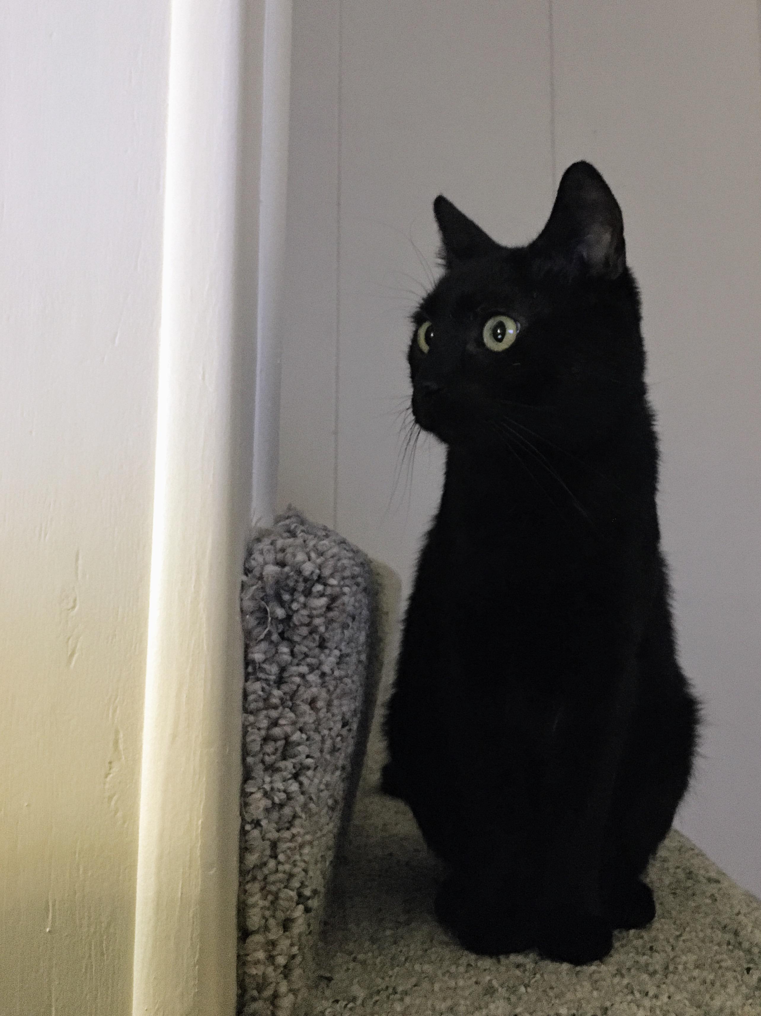 Meet bun | Scrolller