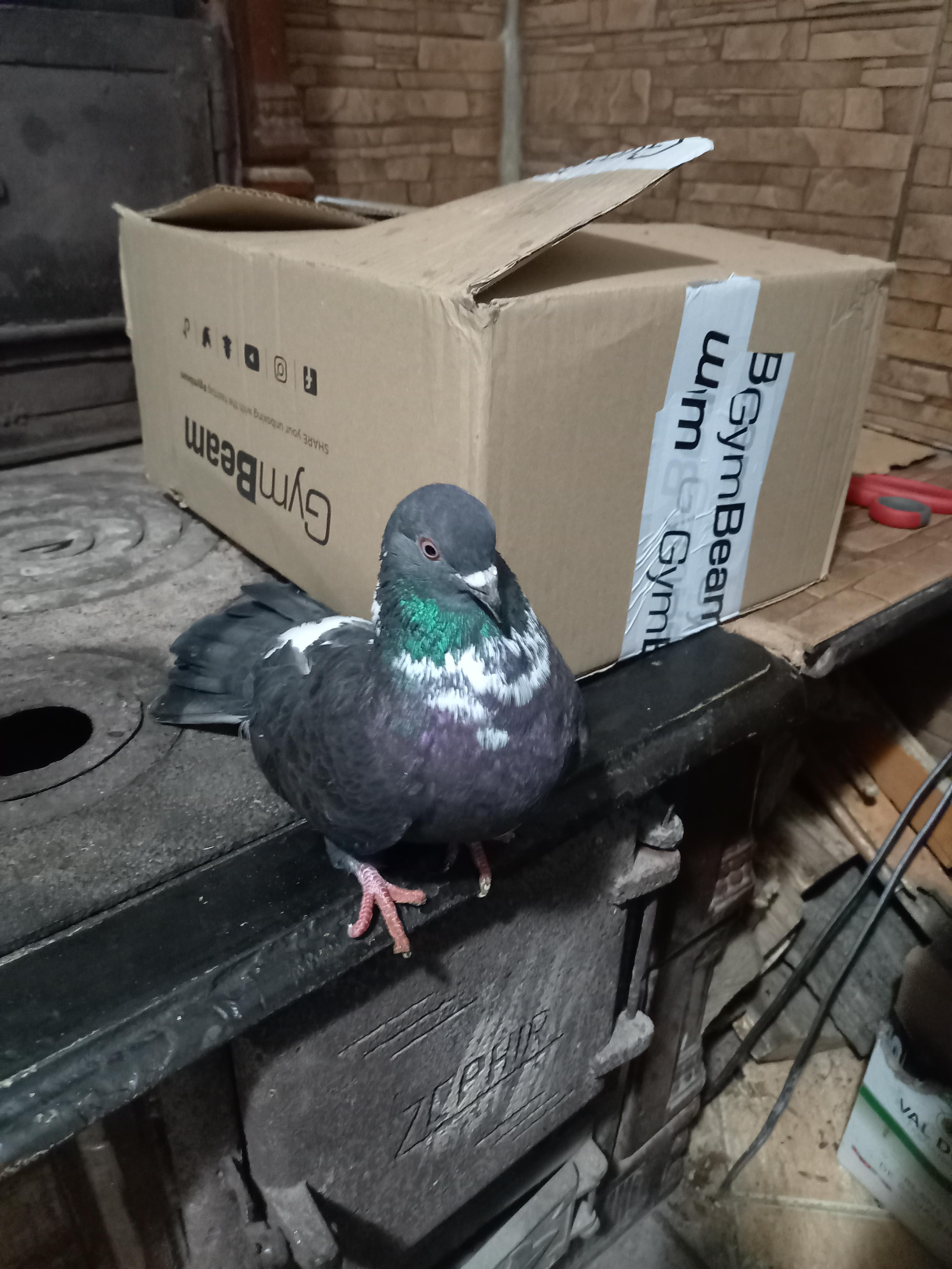 Meet Carl, he is a nice dude. | Scrolller