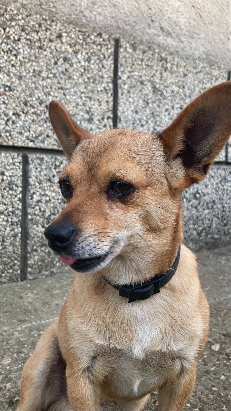 Meet Chase! :) | Scrolller