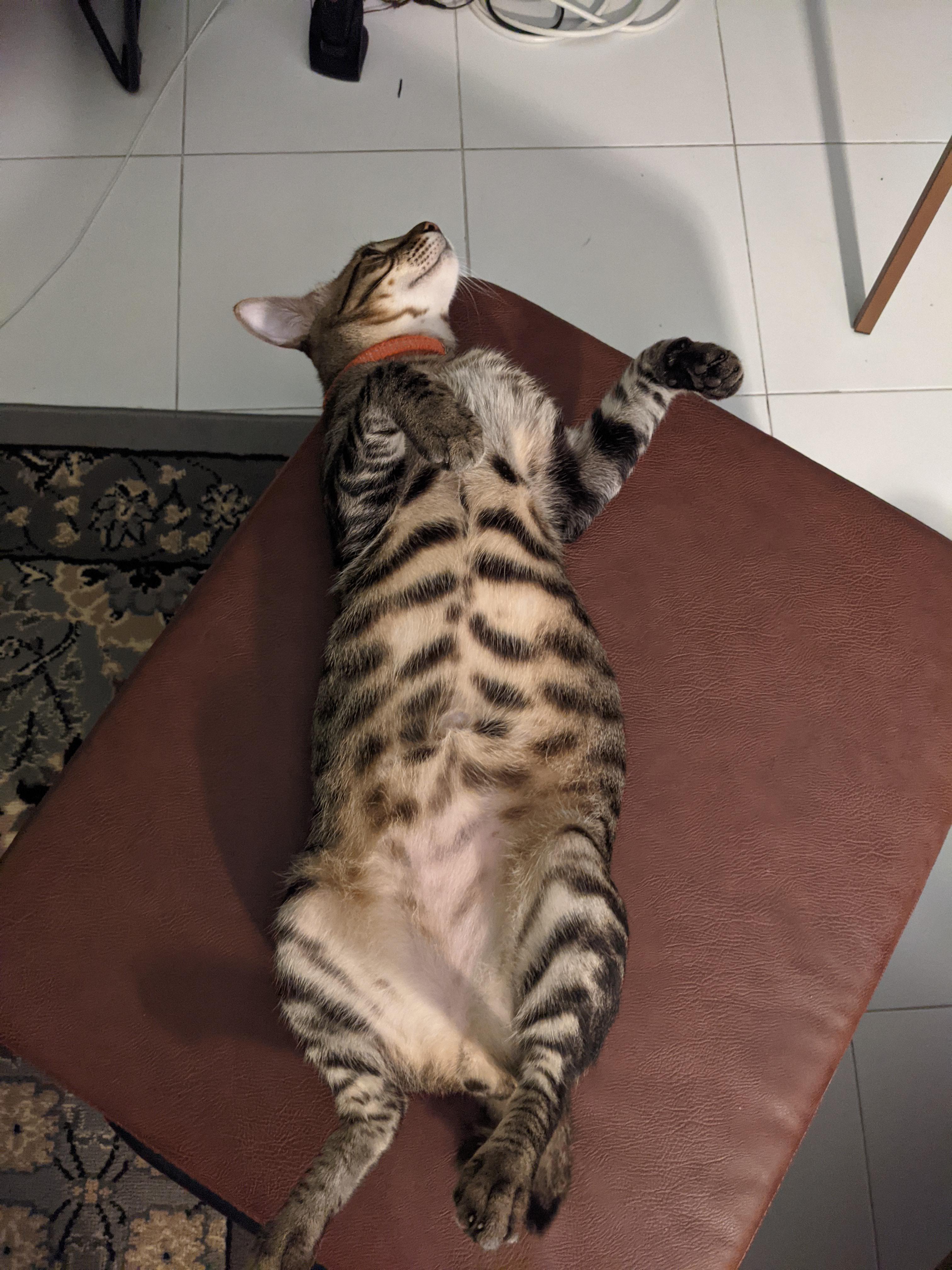 Meet Chester | Scrolller