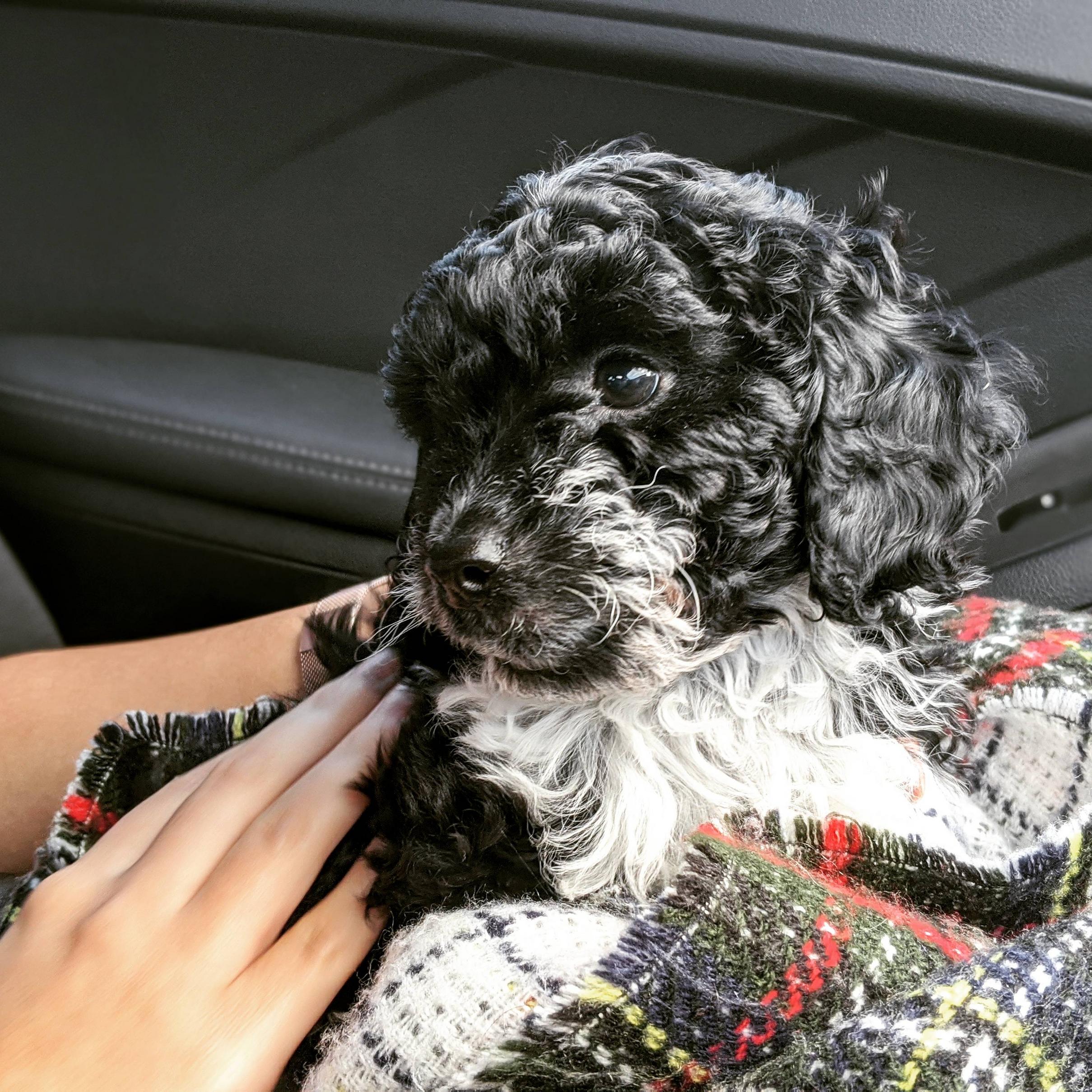 Meet Chester - 8 weeks old | Scrolller