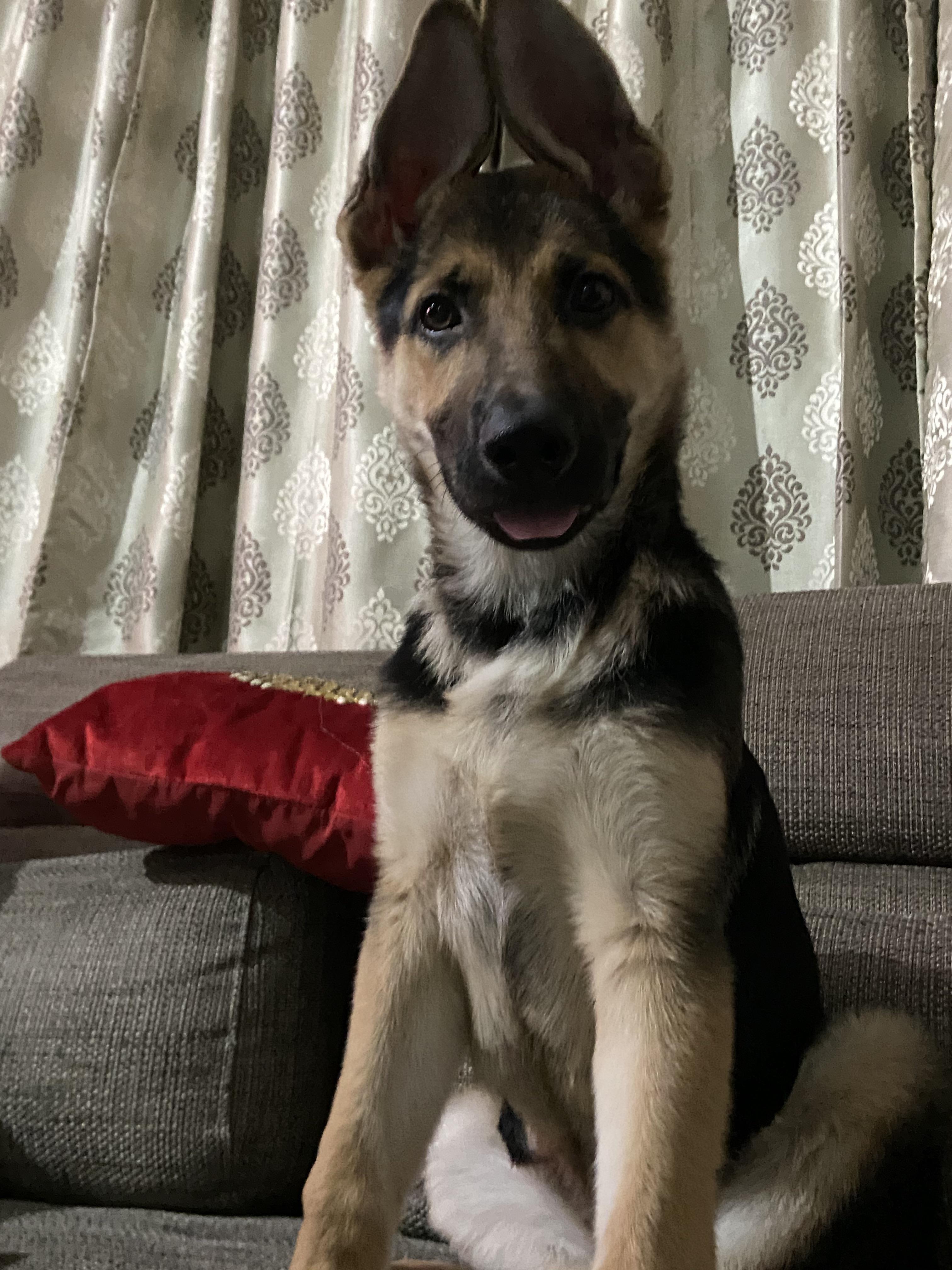 Meet cleo | Scrolller