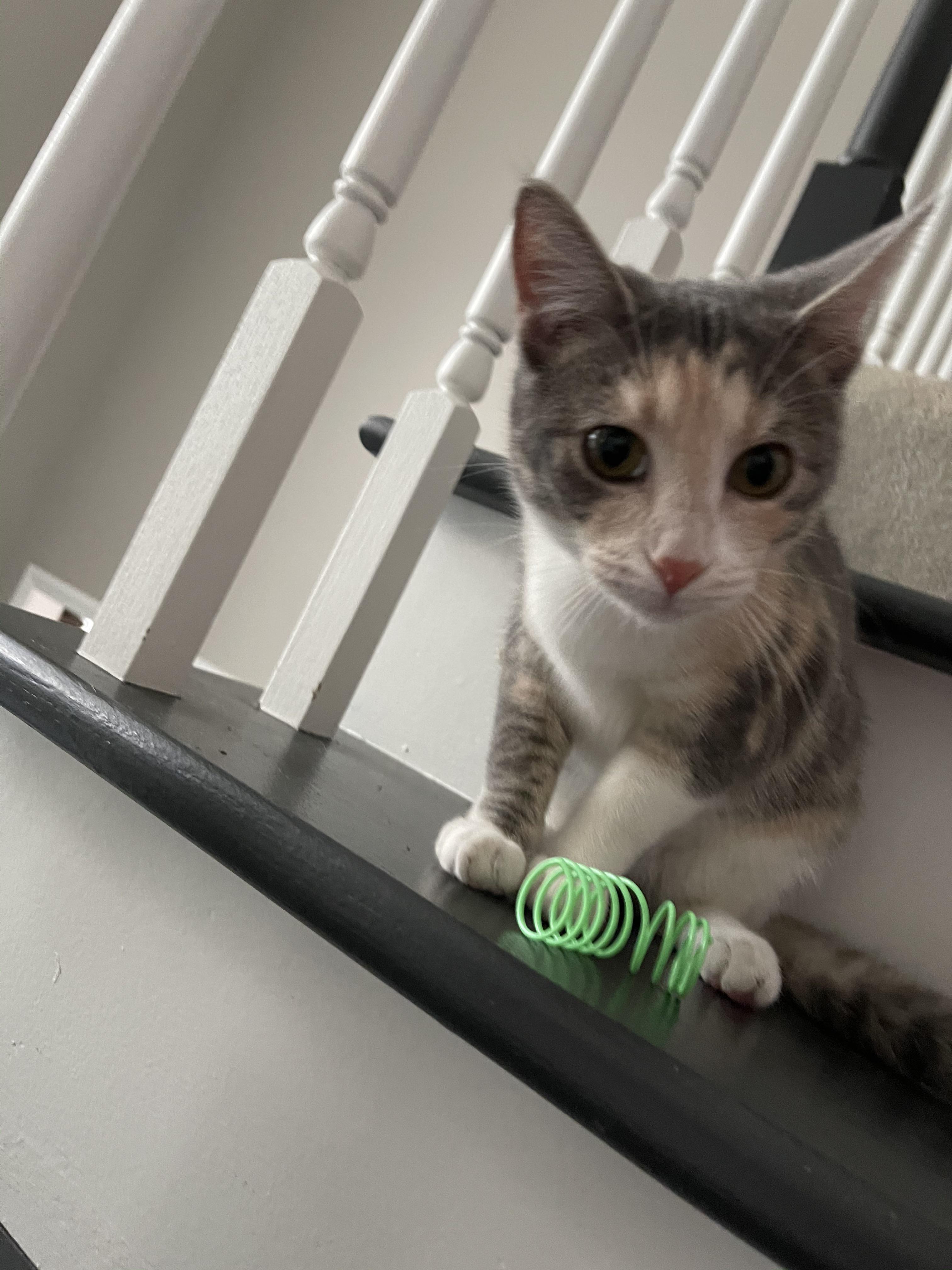 Meet Coco | Scrolller