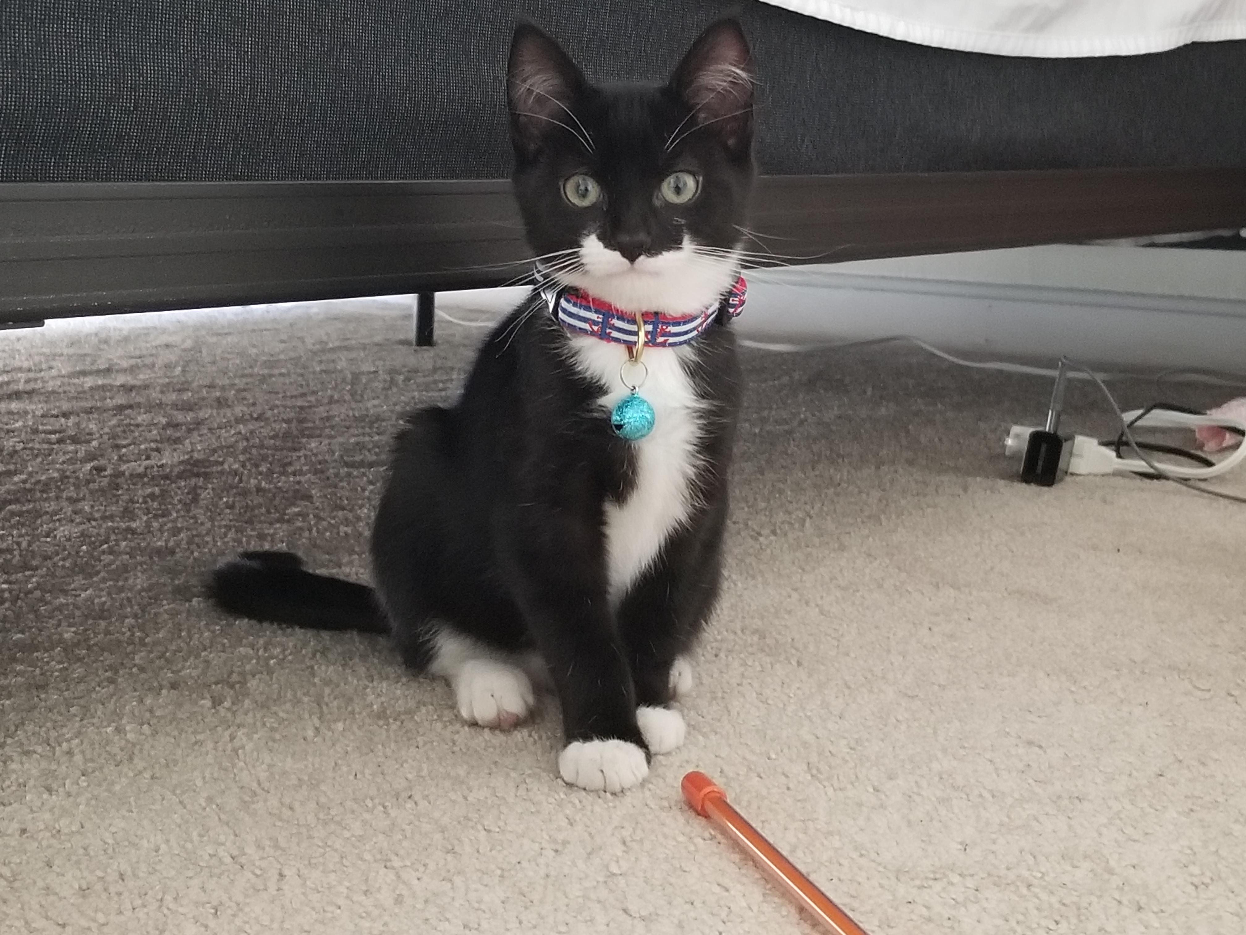 Meet Cosmo! | Scrolller