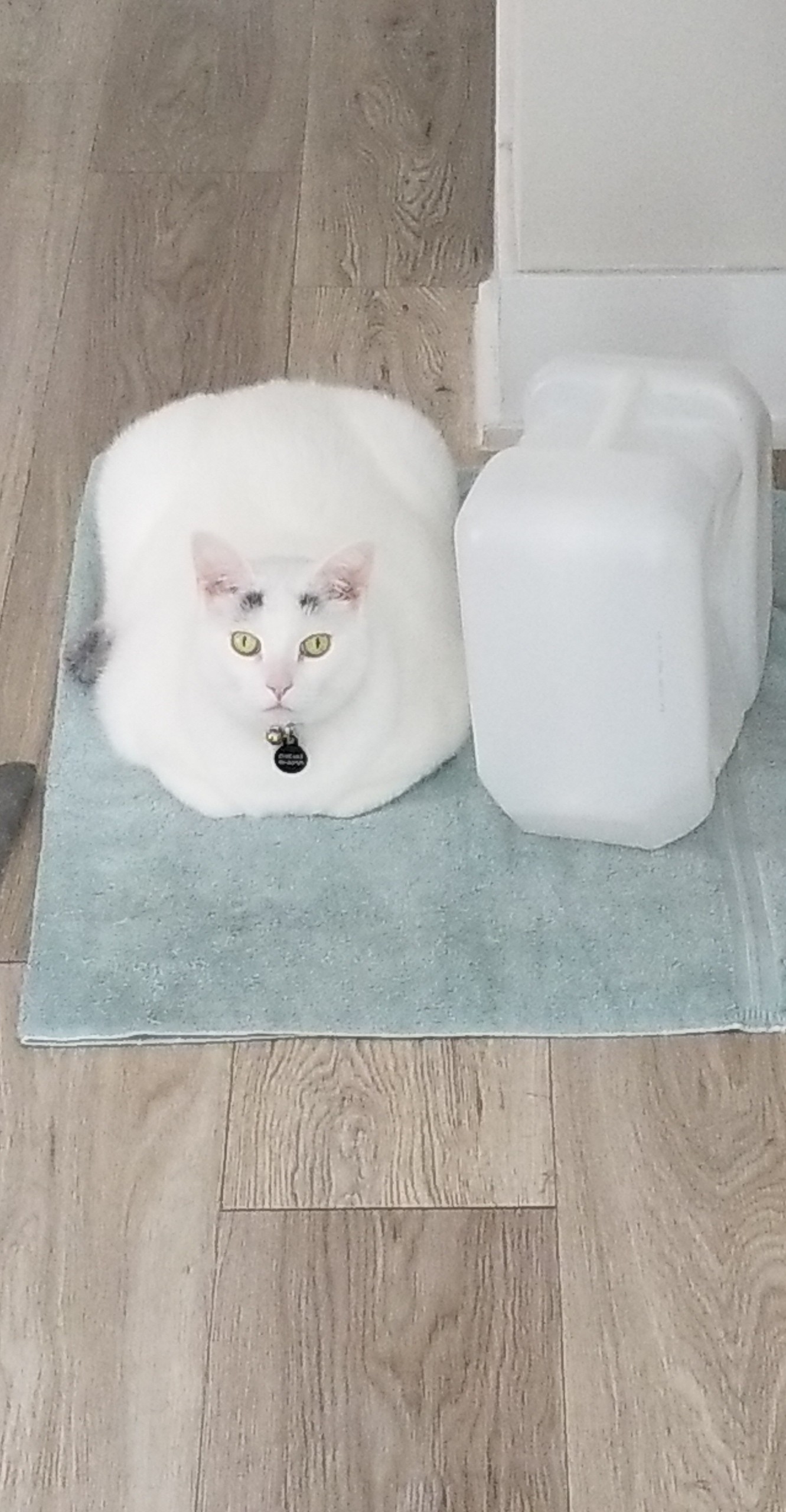 Meet Cupcake, my loaf of a cat. | Scrolller