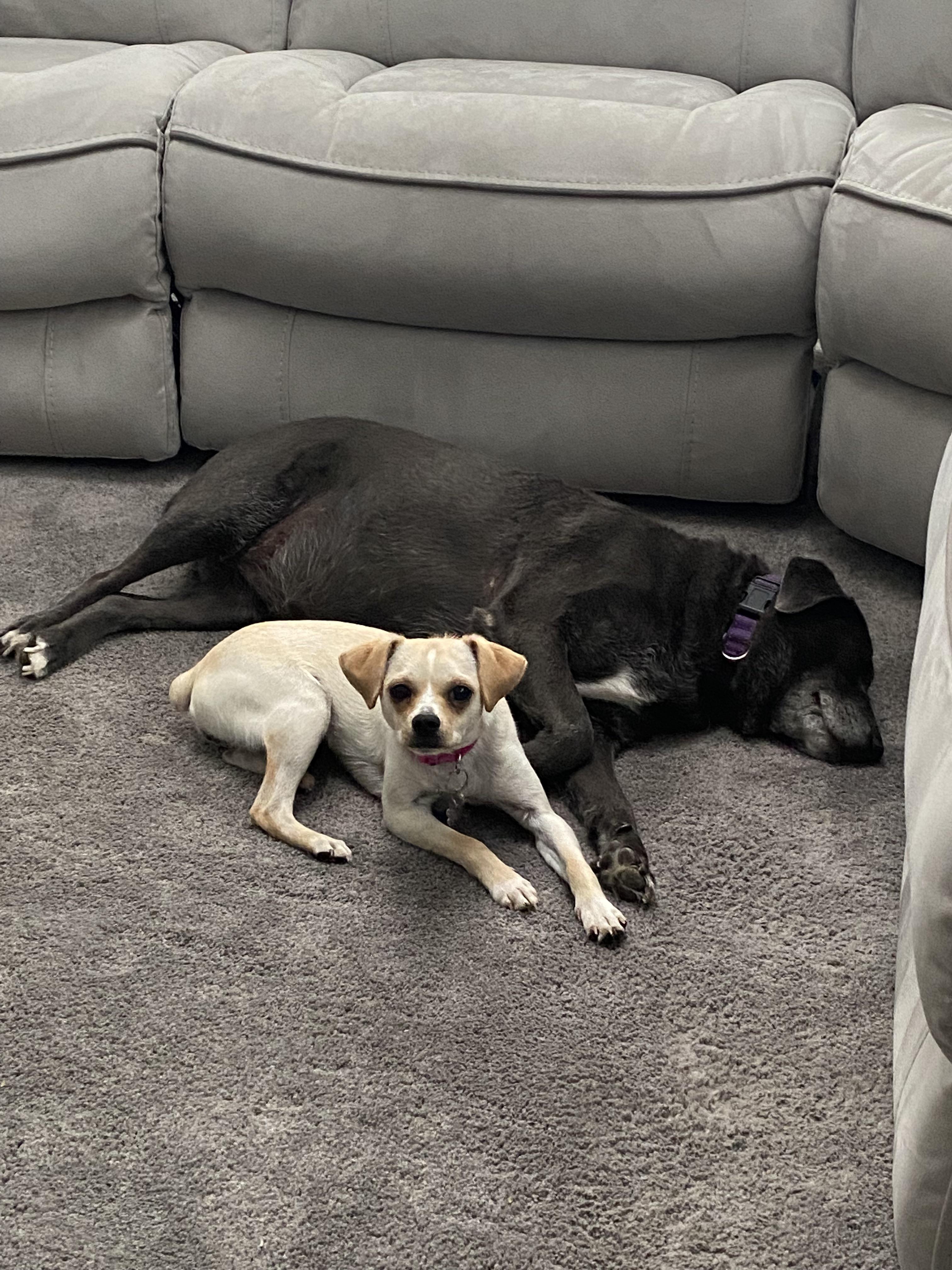 Meet Daisy the chihuahua puppy and Sasha! | Scrolller