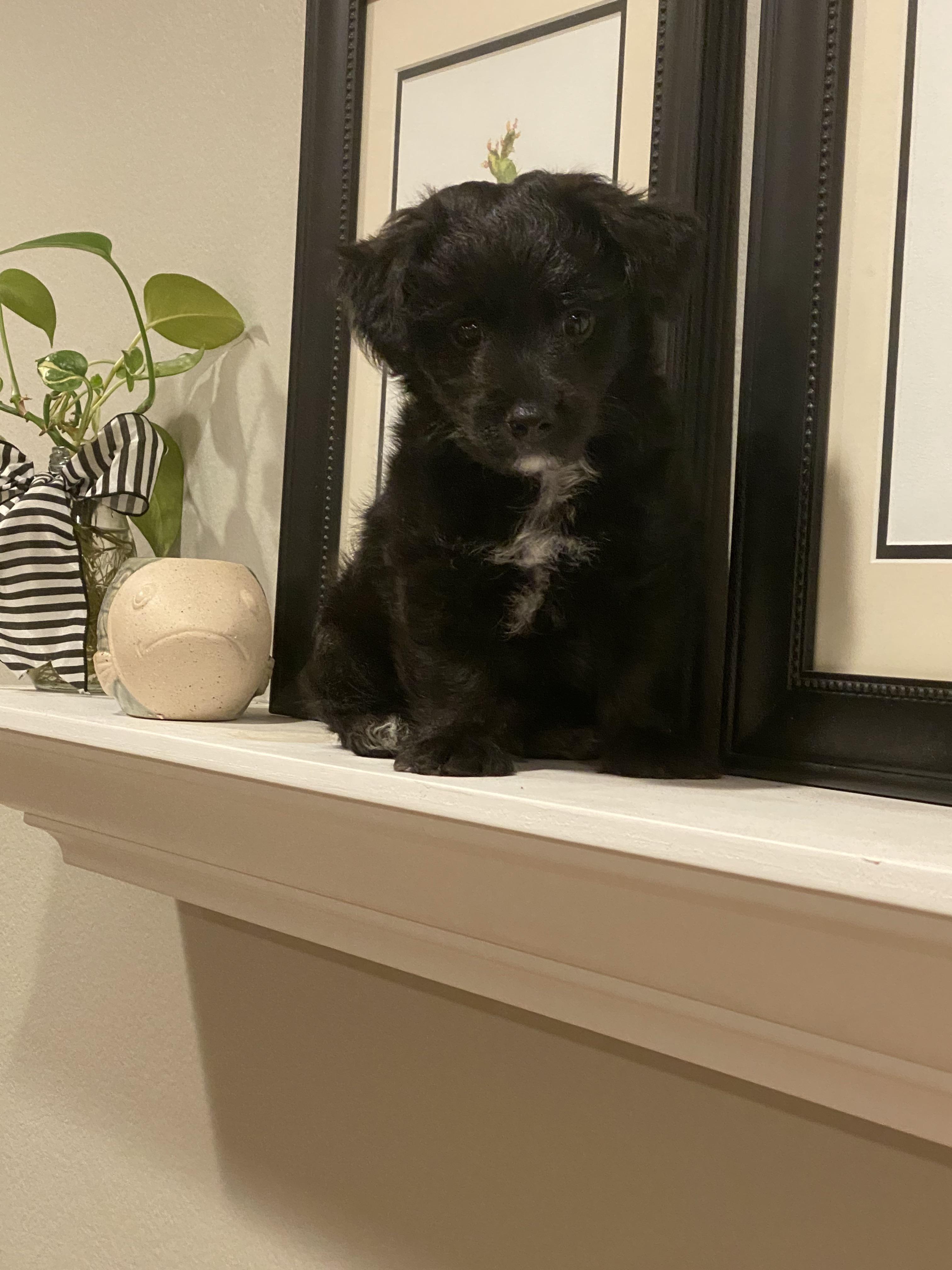 Meet Dewey. He is top shelf! | Scrolller