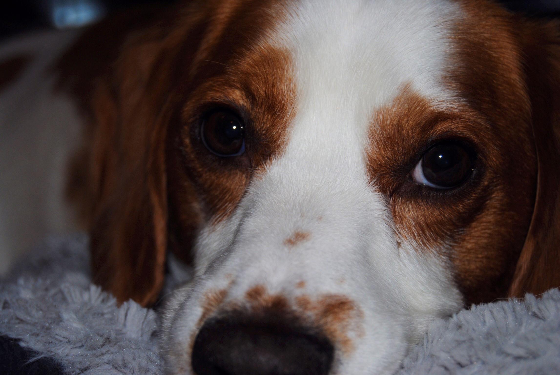 Meet Diesal #Beagle | Scrolller