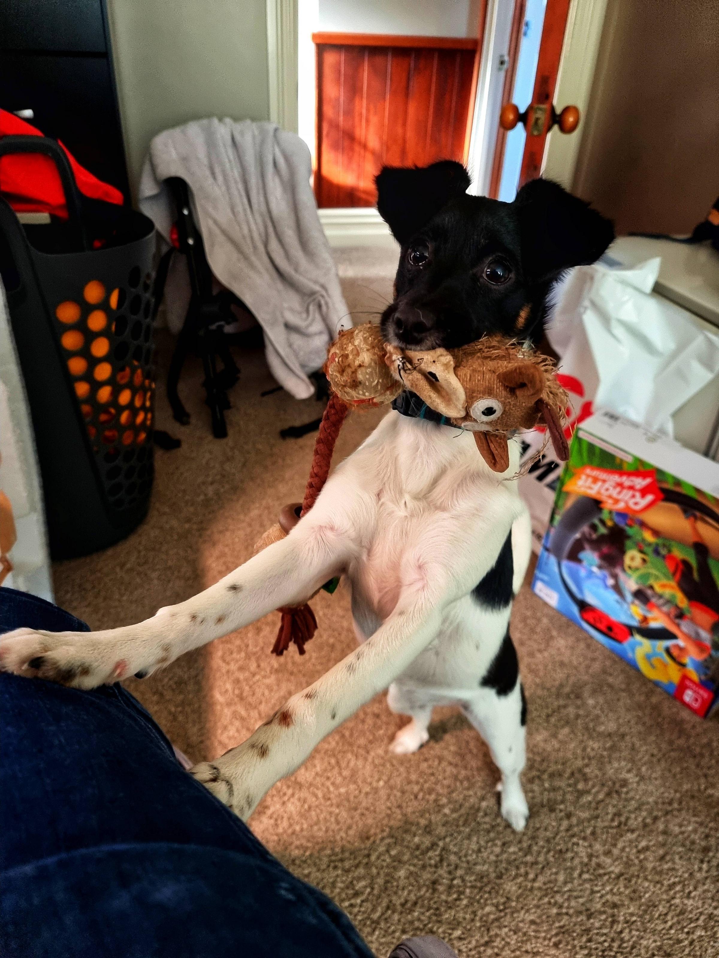 Meet Dobby | Scrolller