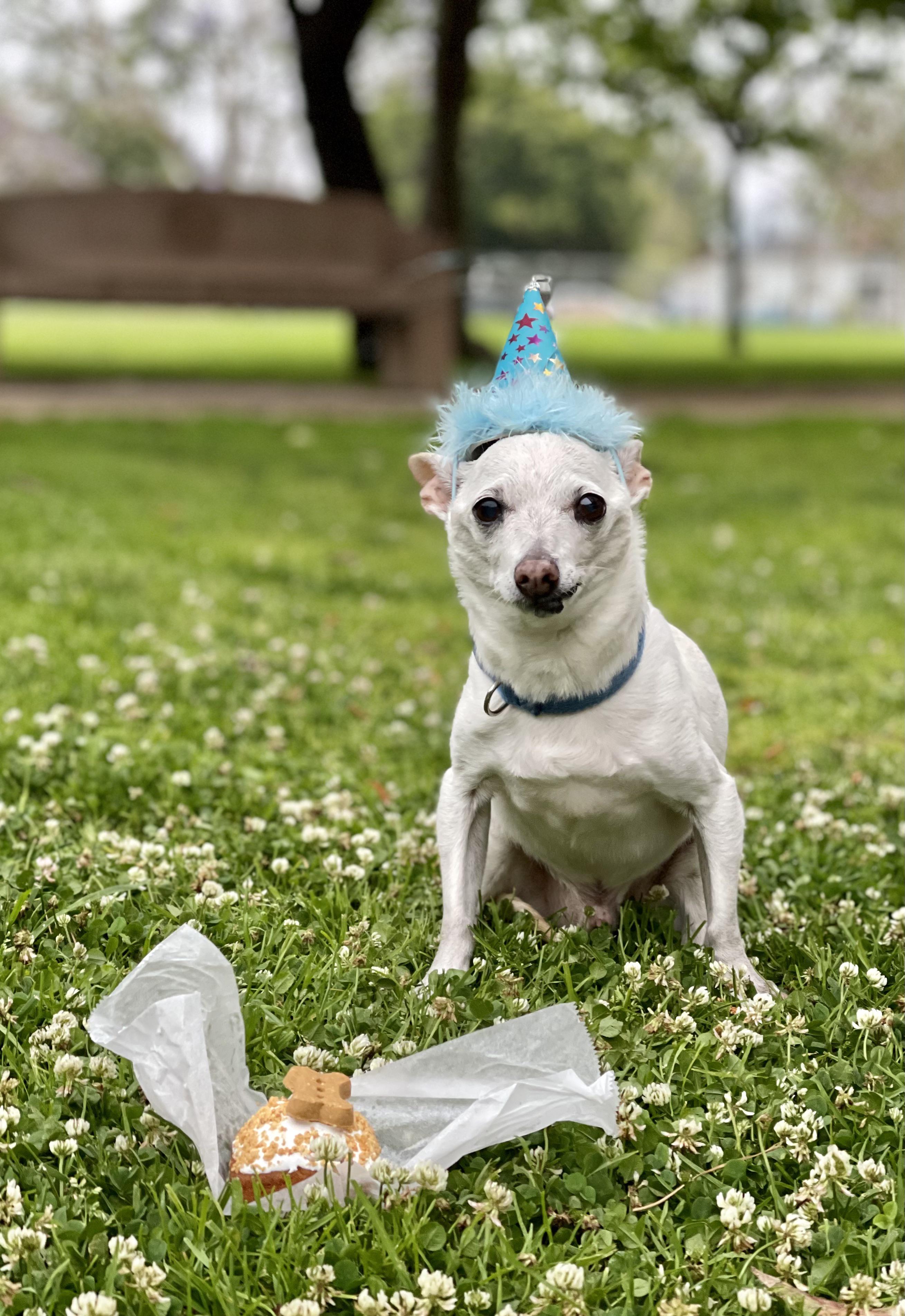 Meet Dobby. My little toothless old boy just turned 15. | Scrolller