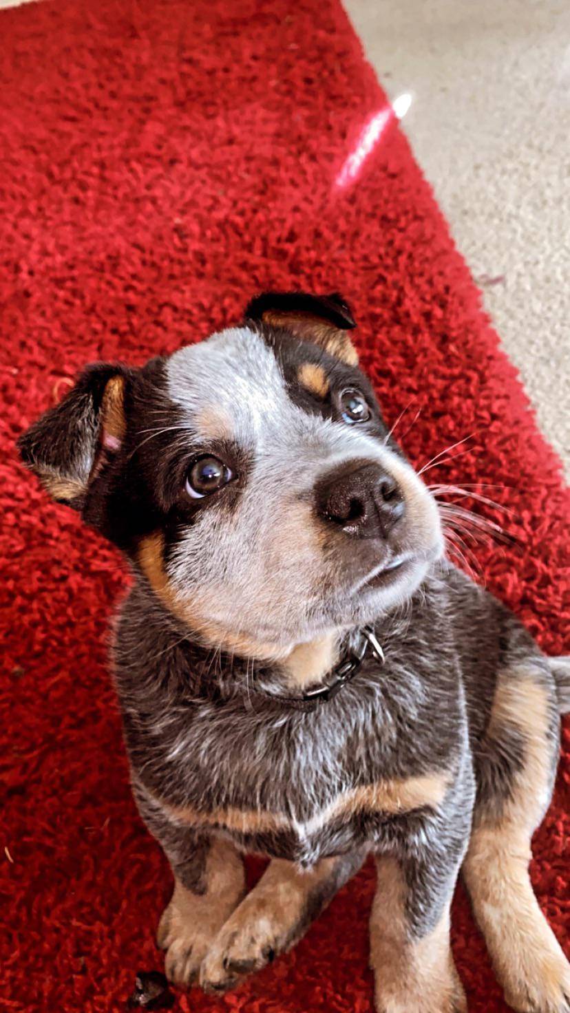 MEET DUKE!! | Scrolller