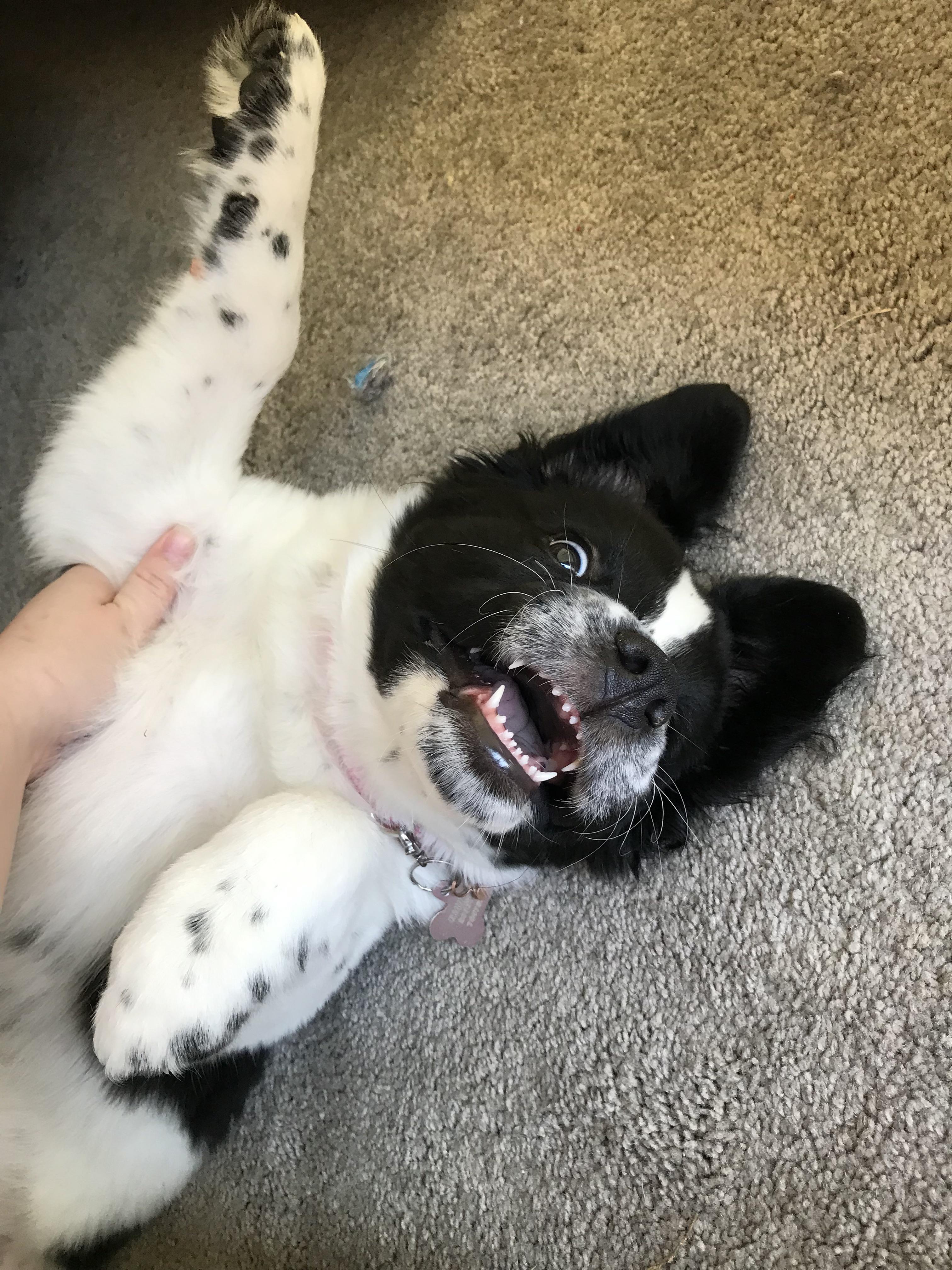 Meet echo the energetic baby Pyrenees 🐶 | Scrolller