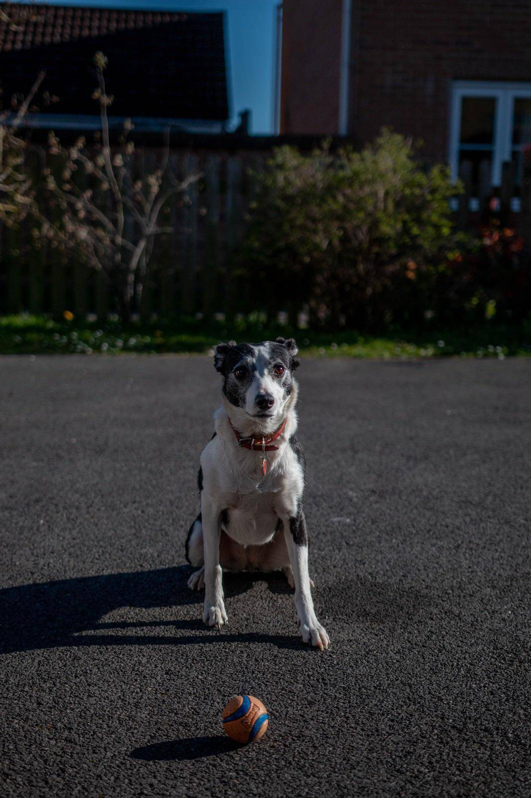 Meet Elsa! | Scrolller