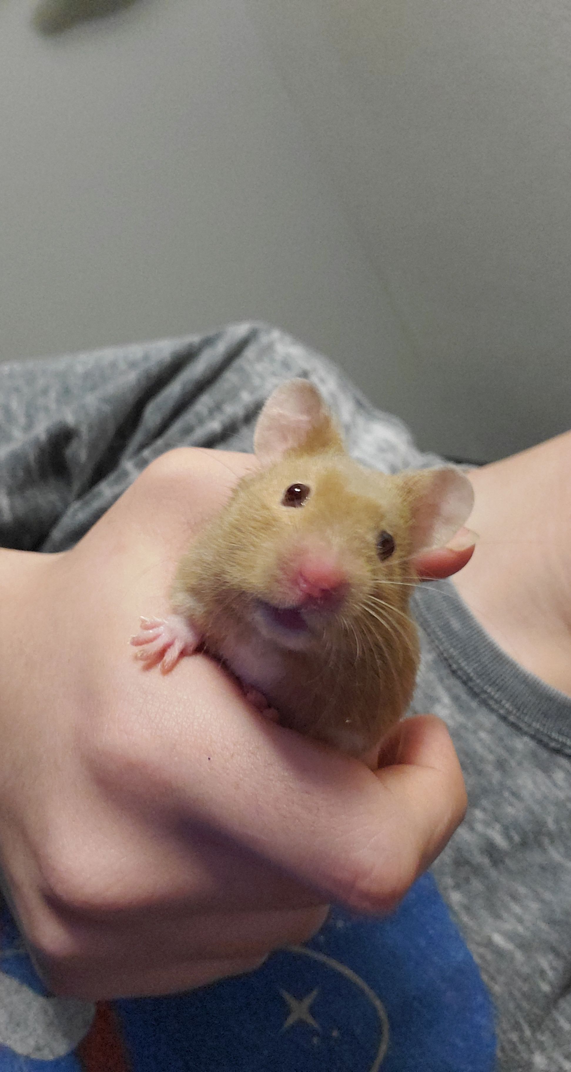 Meet Fawn my new hamster 🐹 | Scrolller