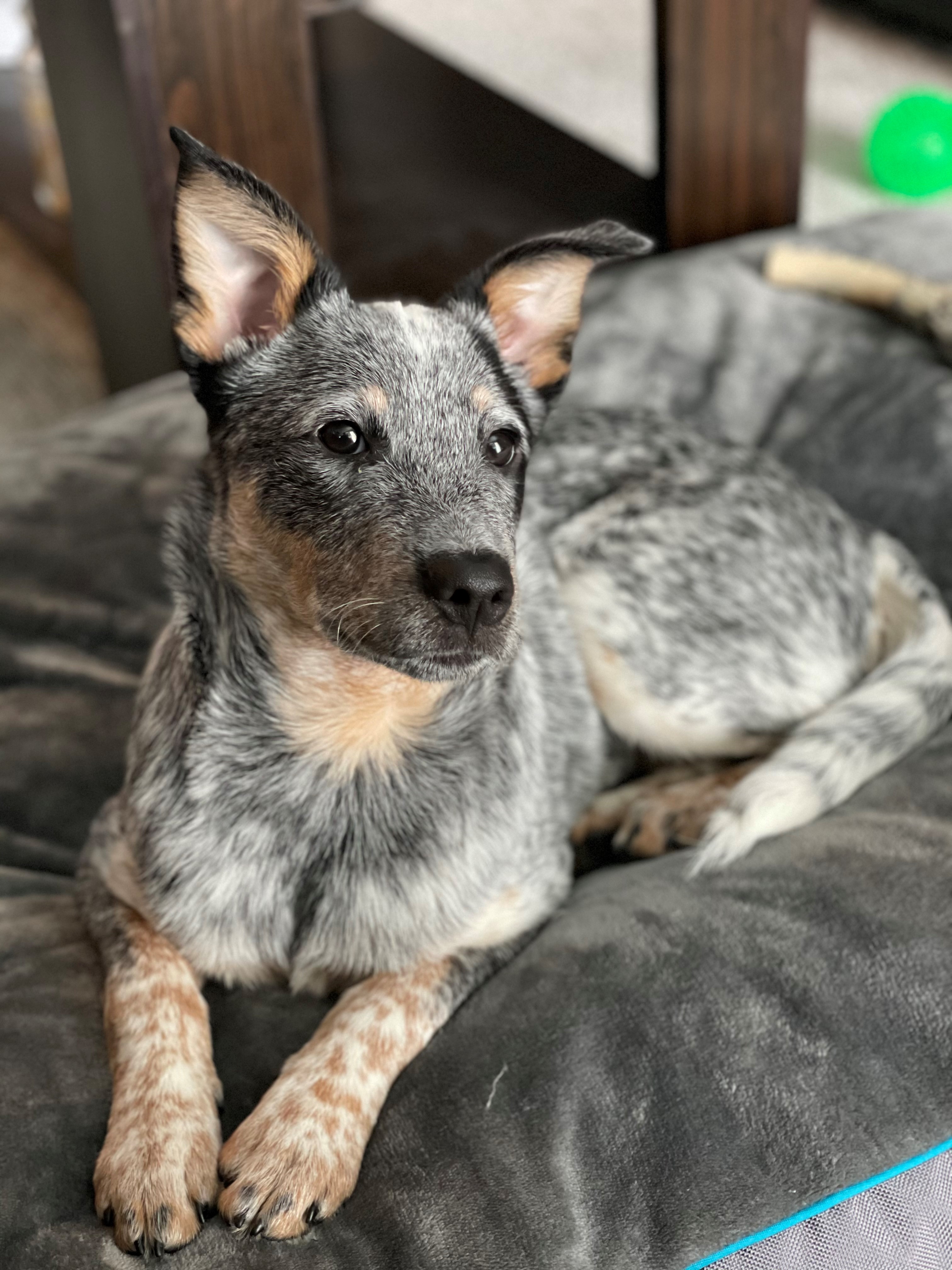 Meet Flick! | Scrolller