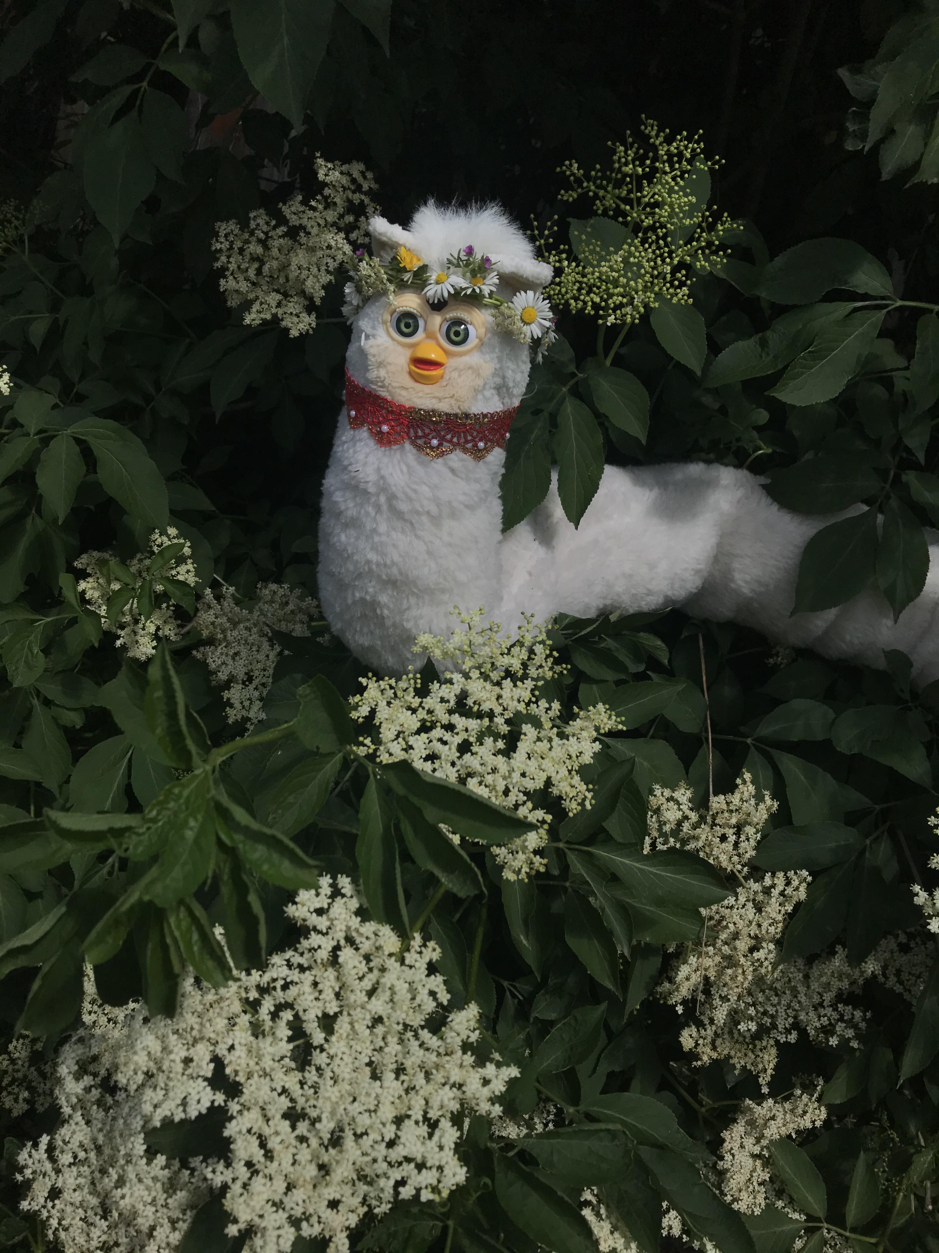 meet george, my first long boi! | Scrolller